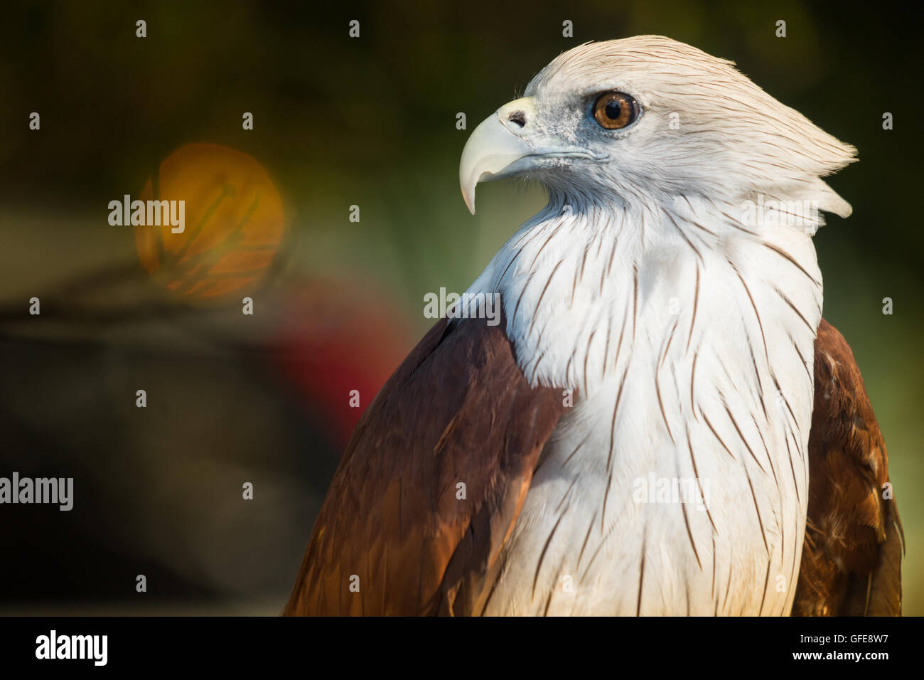 Red tailed falcon landing hi-res stock photography and images - Alamy