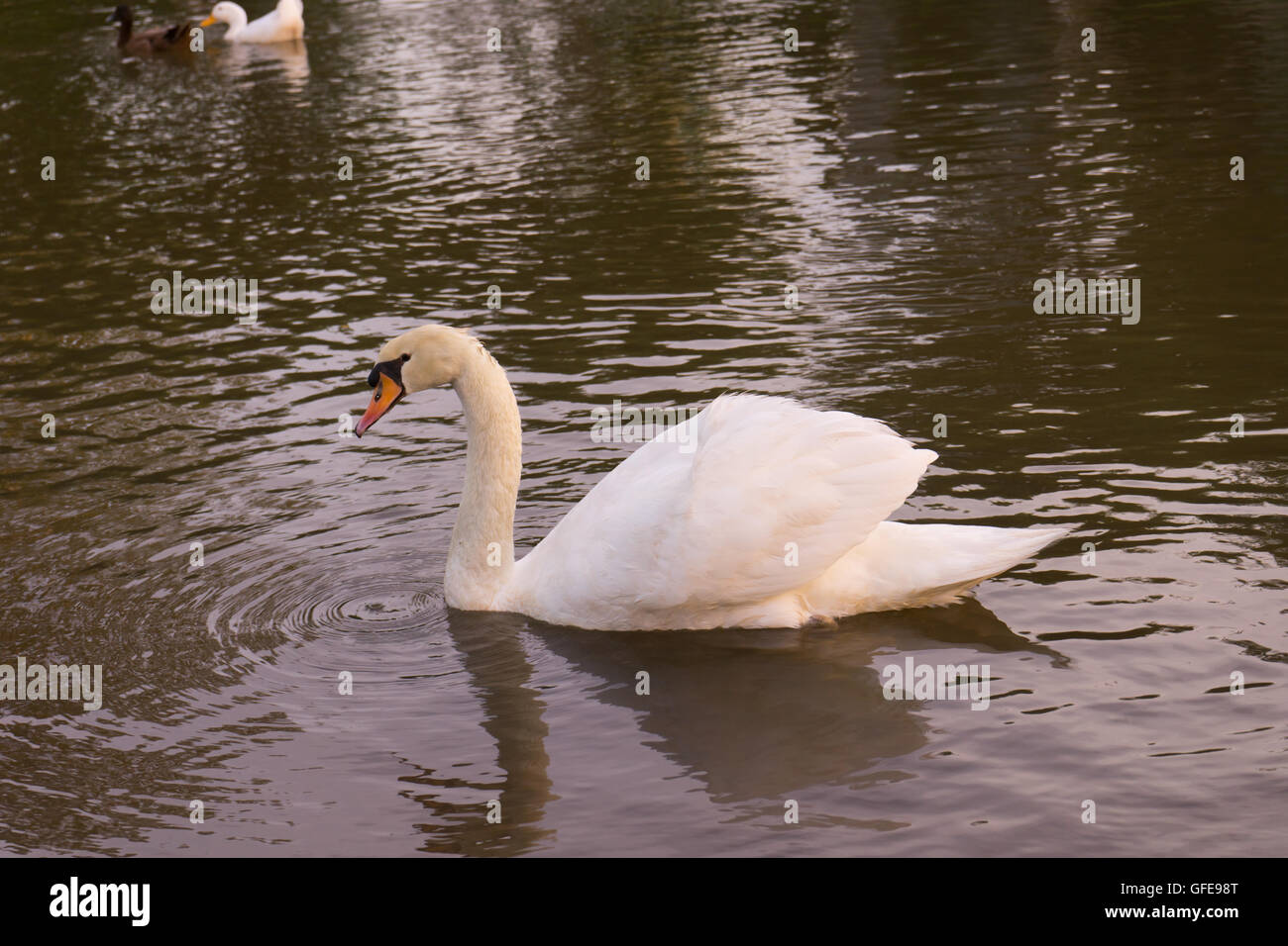Young Black Swans High Resolution Stock Photography and Images - Alamy