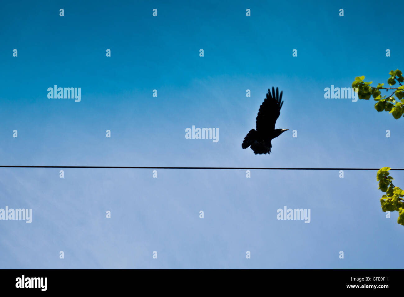 crow flying away from a wire Stock Photo - Alamy