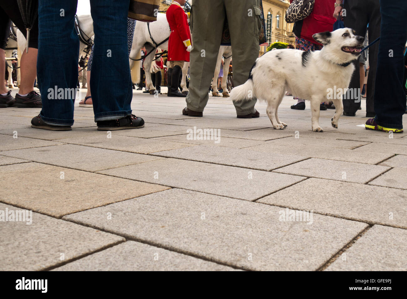 legs of people and a dog, at a gathering Stock Photo - Alamy