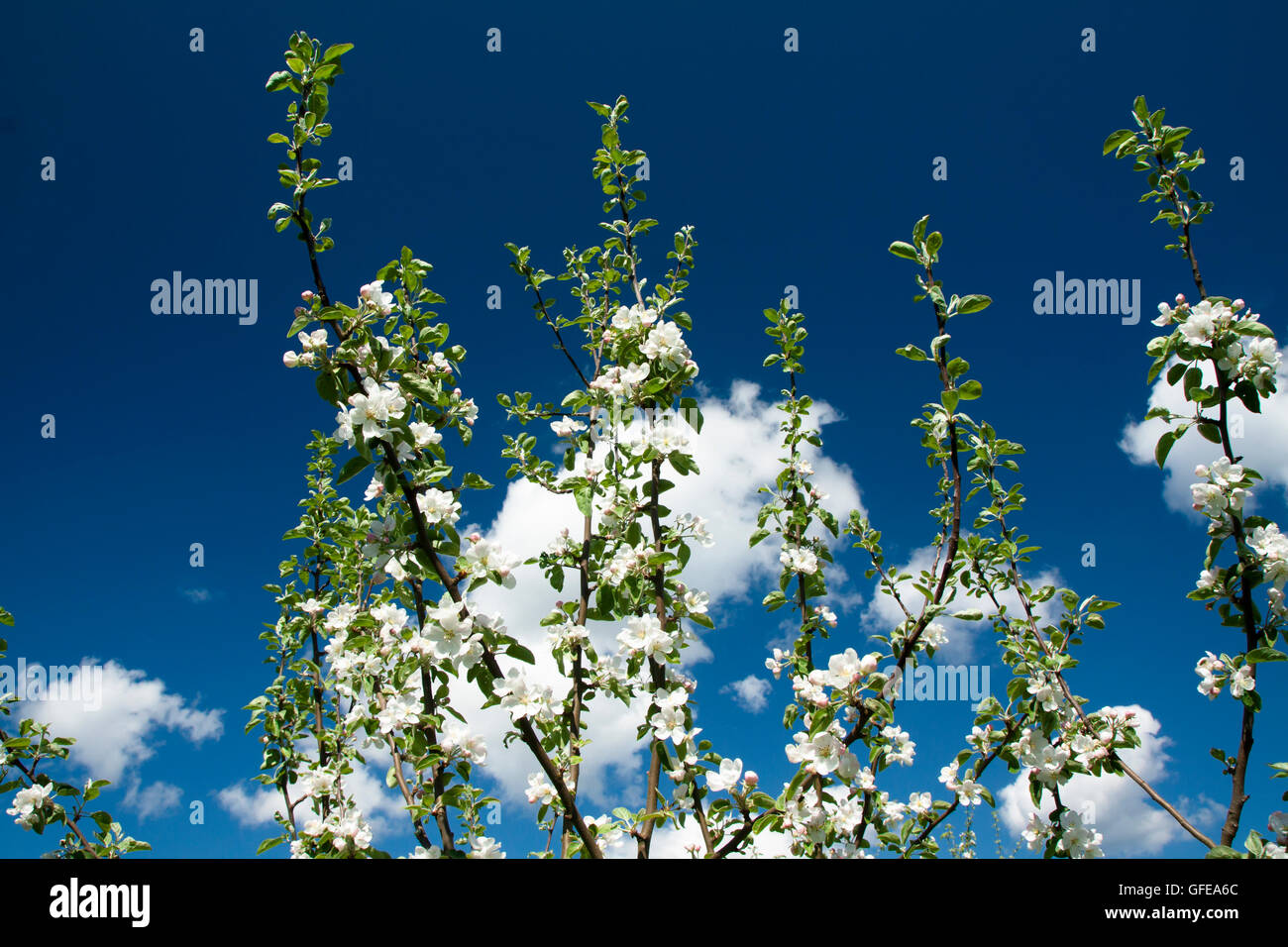 Apple blossom on sky background garden on spring Stock Photo - Alamy