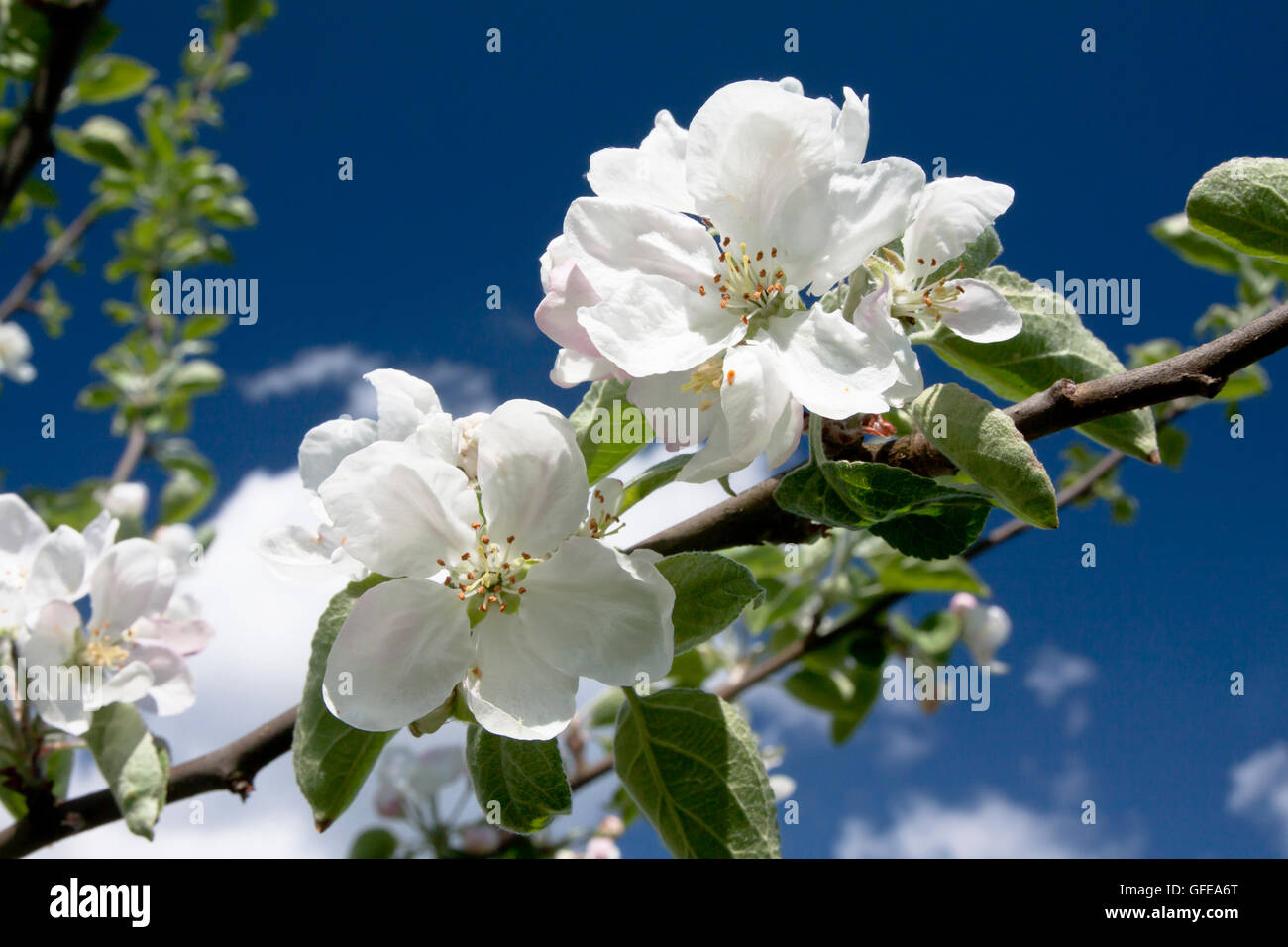 Apple blossom on sky background garden on spring Stock Photo - Alamy