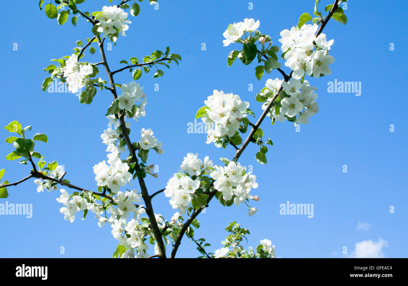 Apple blossom on sky background garden on spring Stock Photo - Alamy