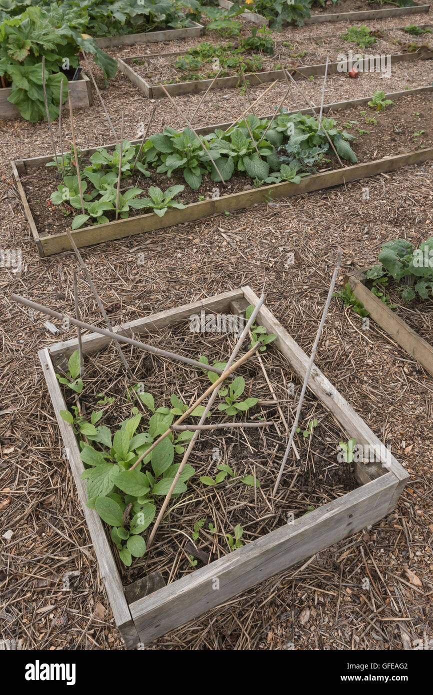 Borrage hi-res stock photography and images - Alamy