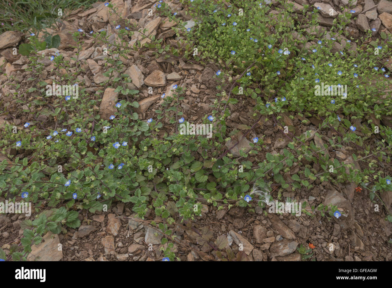 Field Speedwell / Veronica persica - a low sprawling hairy annual weed ...