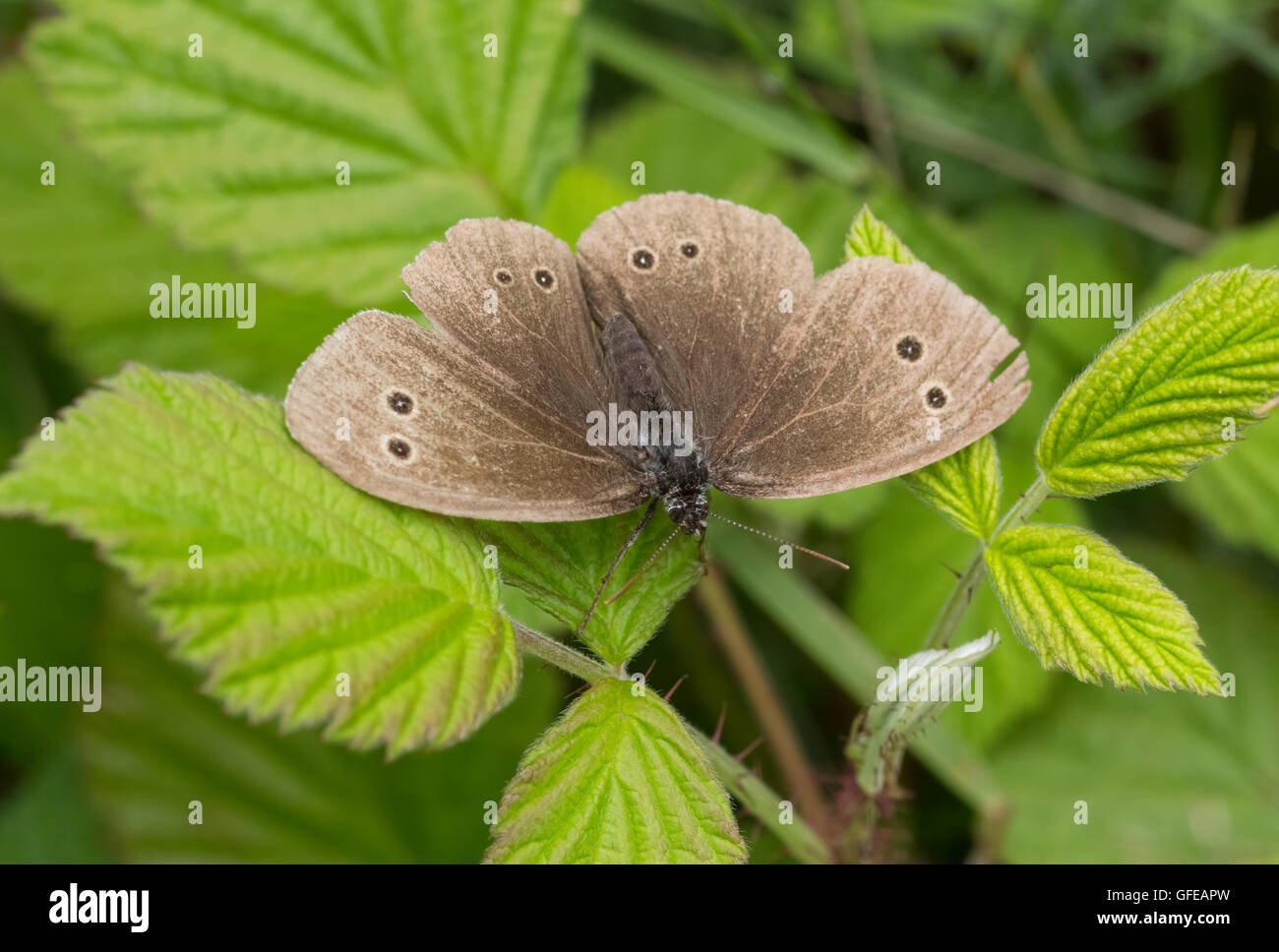 Ringlet butterfly, Butterfly Conservation Reserve, Mabie Forest ...