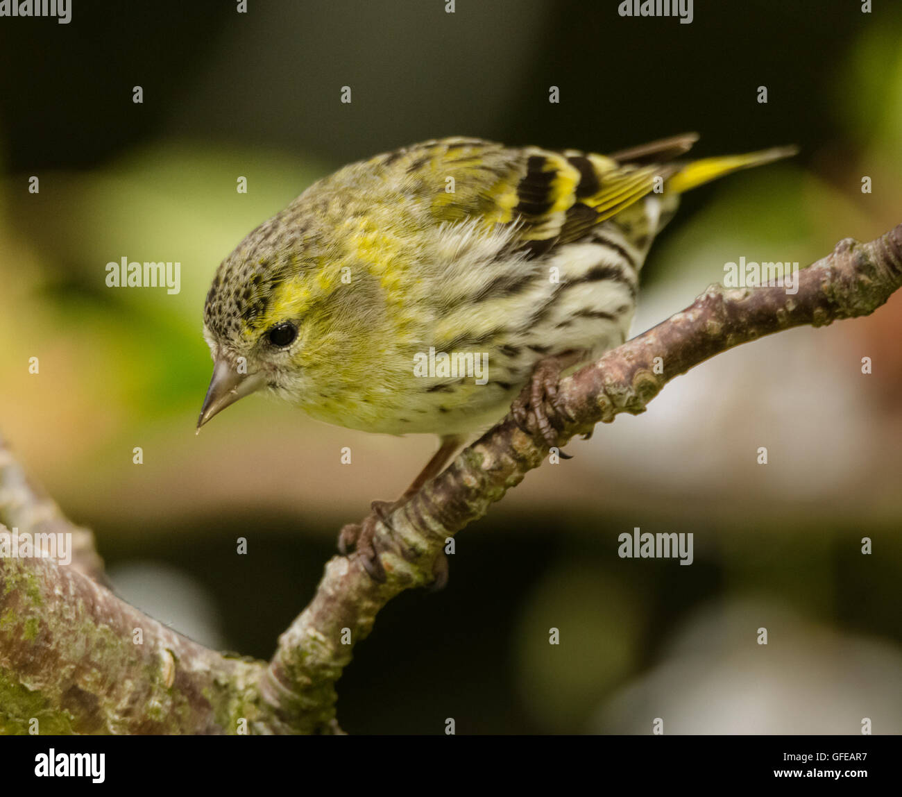 Siskin female in Mainsriddle garden, near RSPB Mersehead, Dumfries and ...