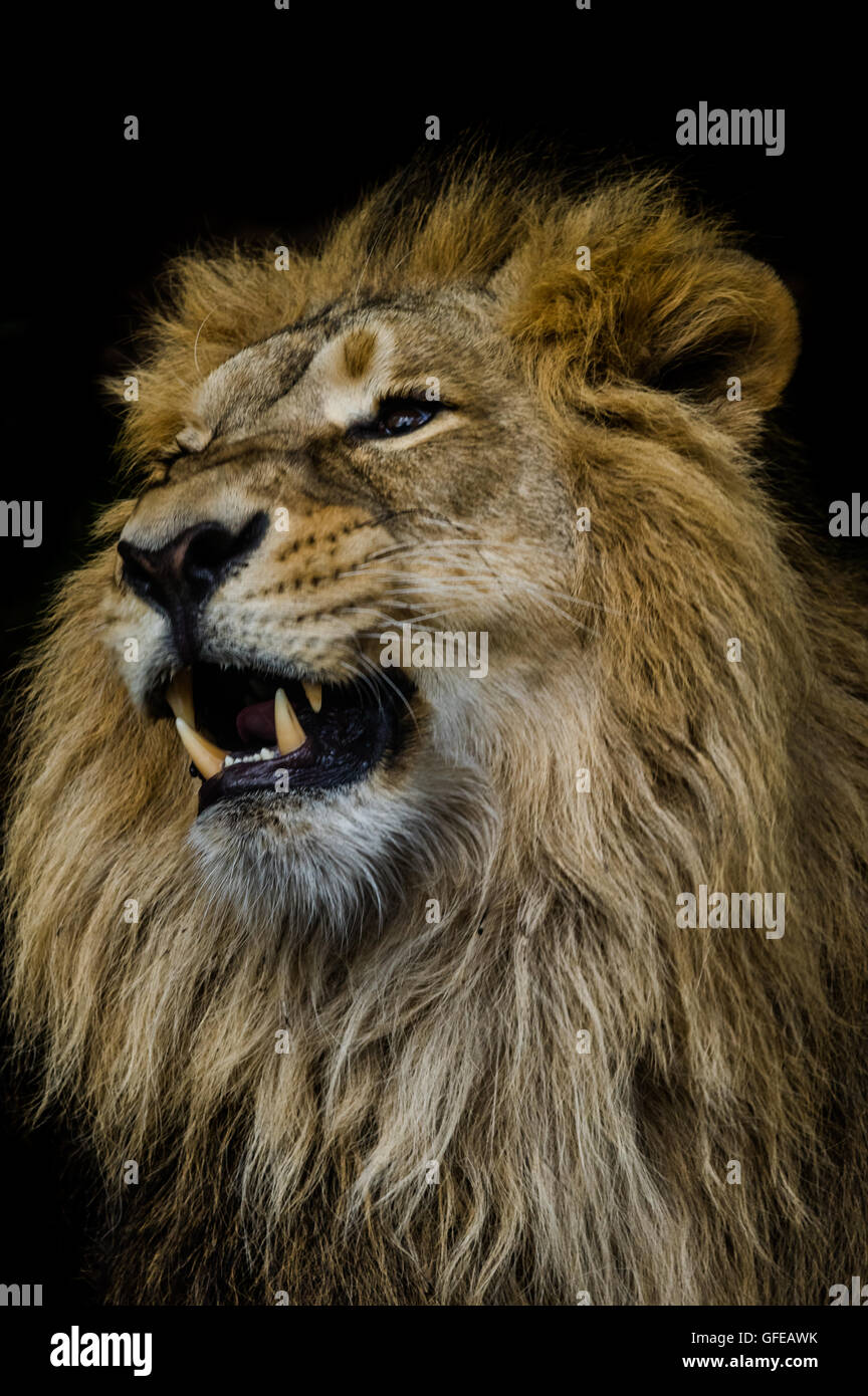 Roaring lion portrait hi-res stock photography and images - Alamy