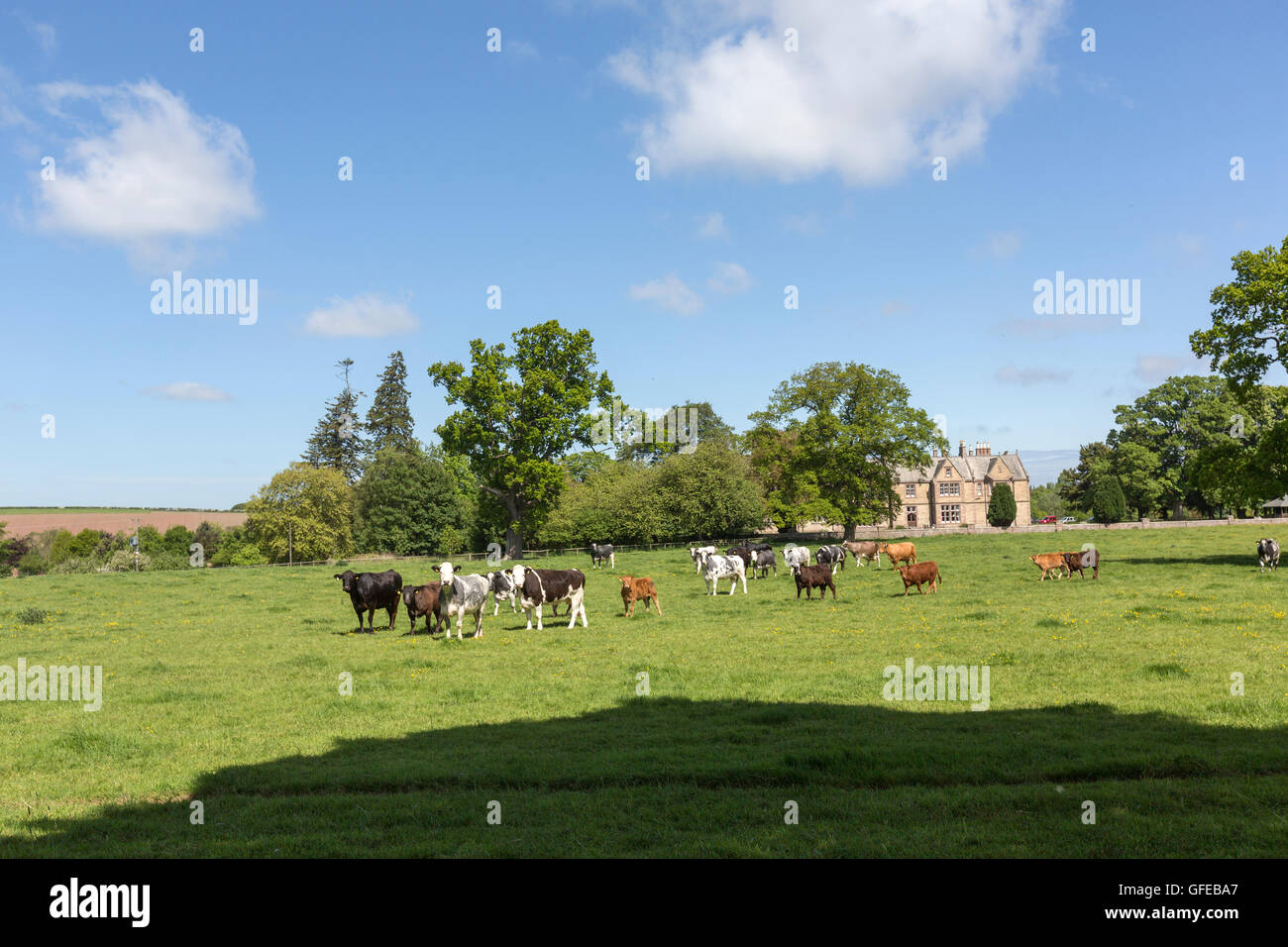Farm and cows in Tweed Valley, UK Stock Photo - Alamy