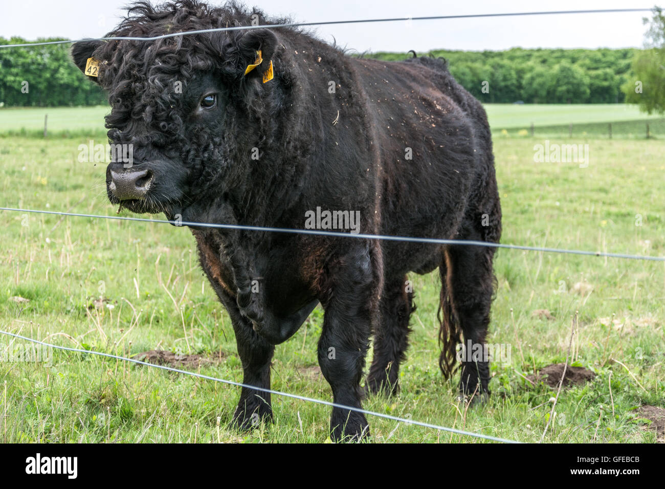 Bull,Bullock, Animal, beast Stock Photo - Alamy