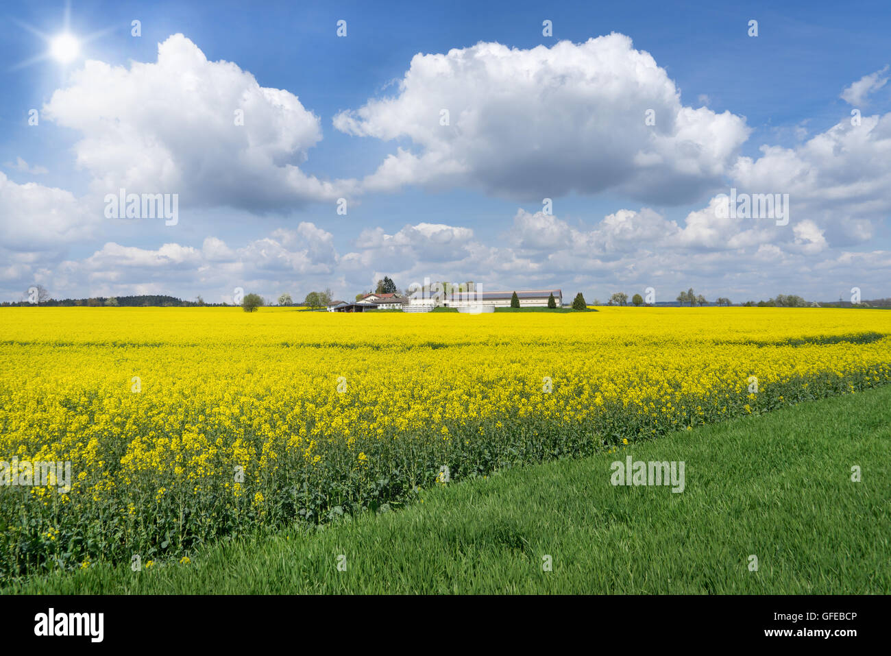Blooming rapeseed field with farm Stock Photo - Alamy