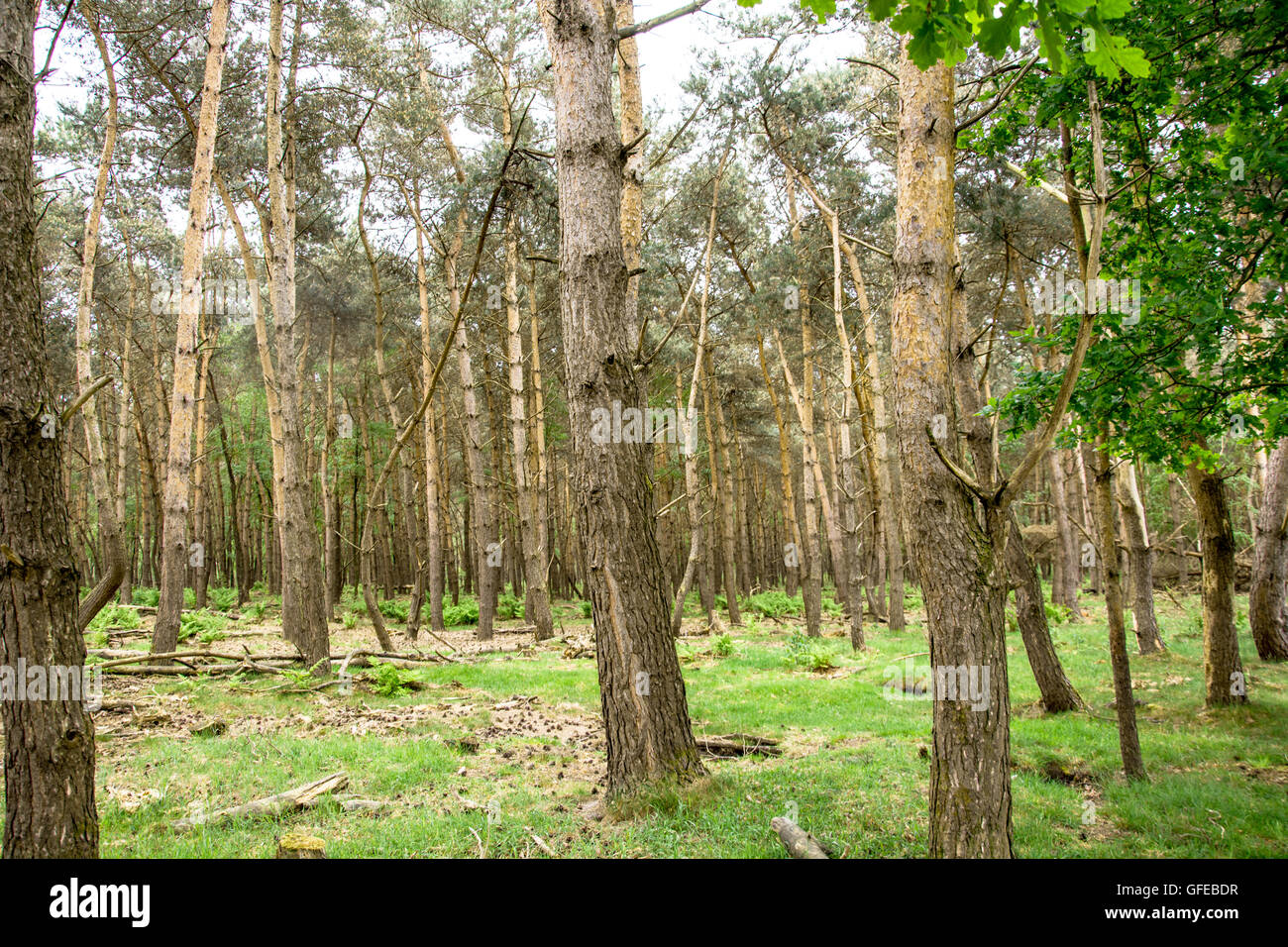 Wolfheze netherlands hi-res stock photography and images - Alamy