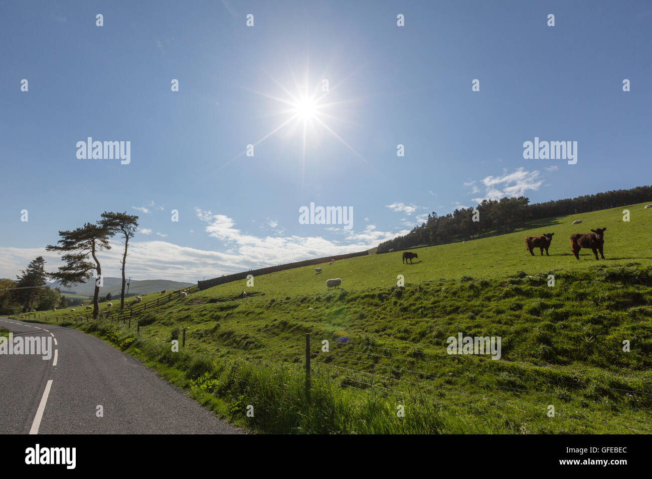Sunny day in Tweed Valley, Scottish Borders, Scotland, UK Stock Photo ...