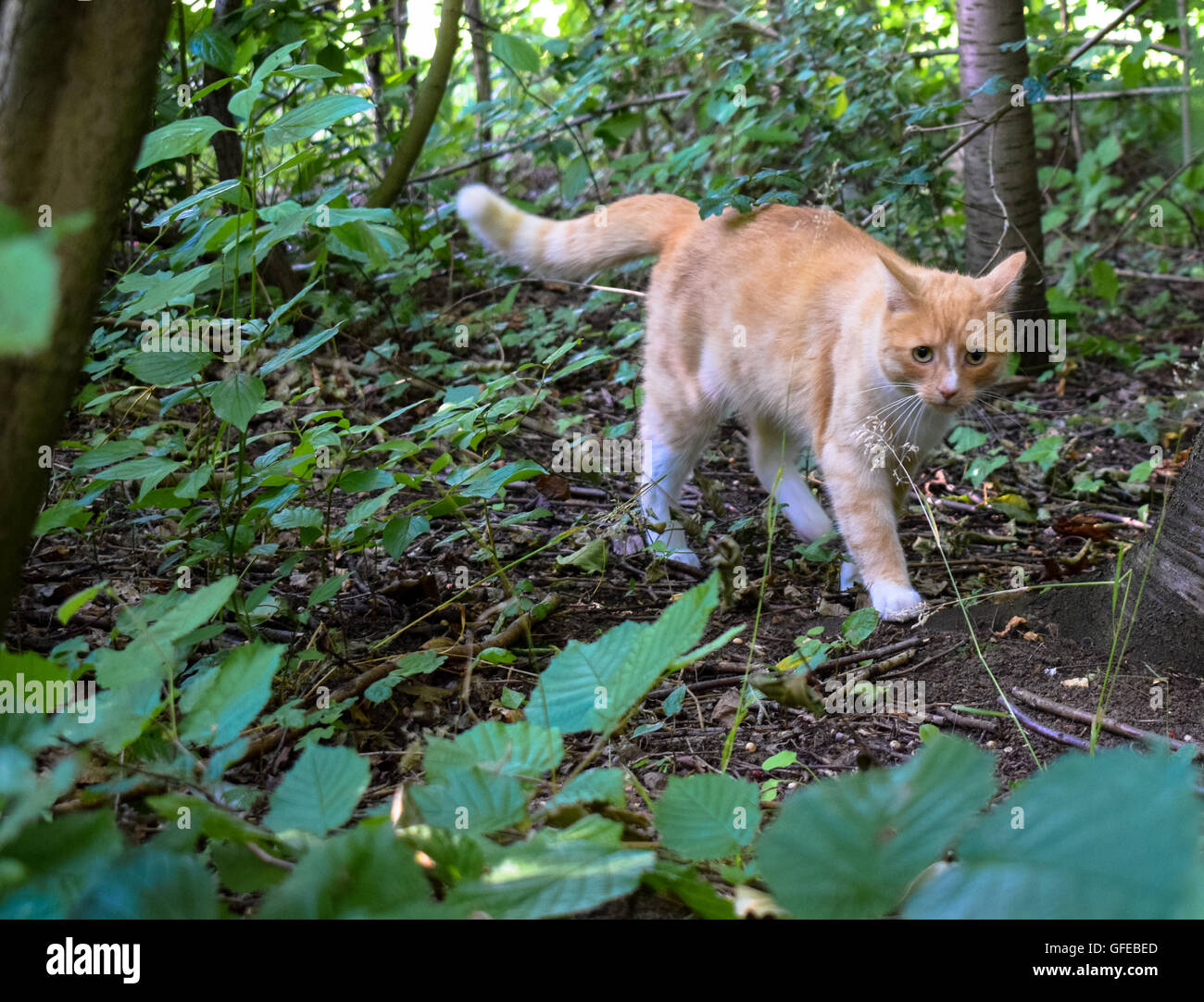 Ginger cat walking looking at camera hi-res stock photography and ...