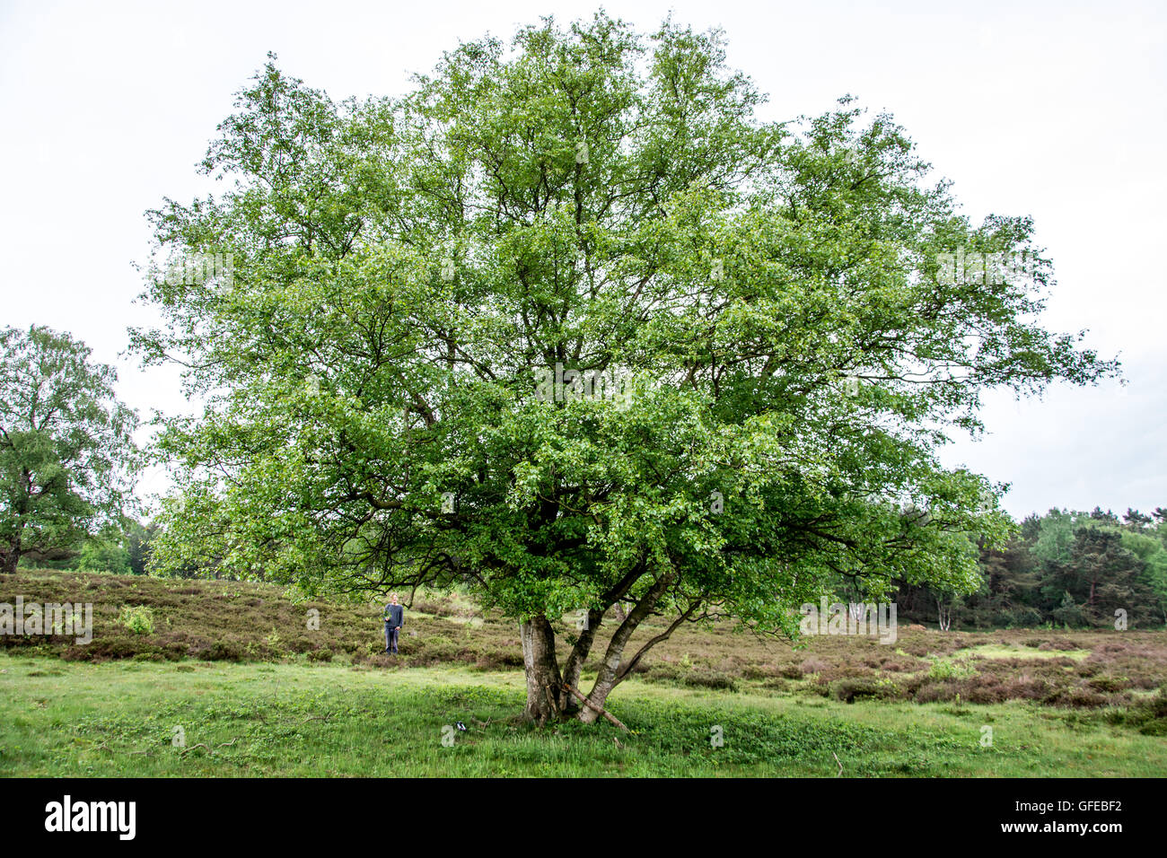 Holland trees hi-res stock photography and images - Alamy