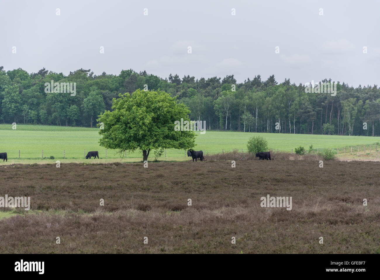 Wolfheze netherlands hi-res stock photography and images - Alamy