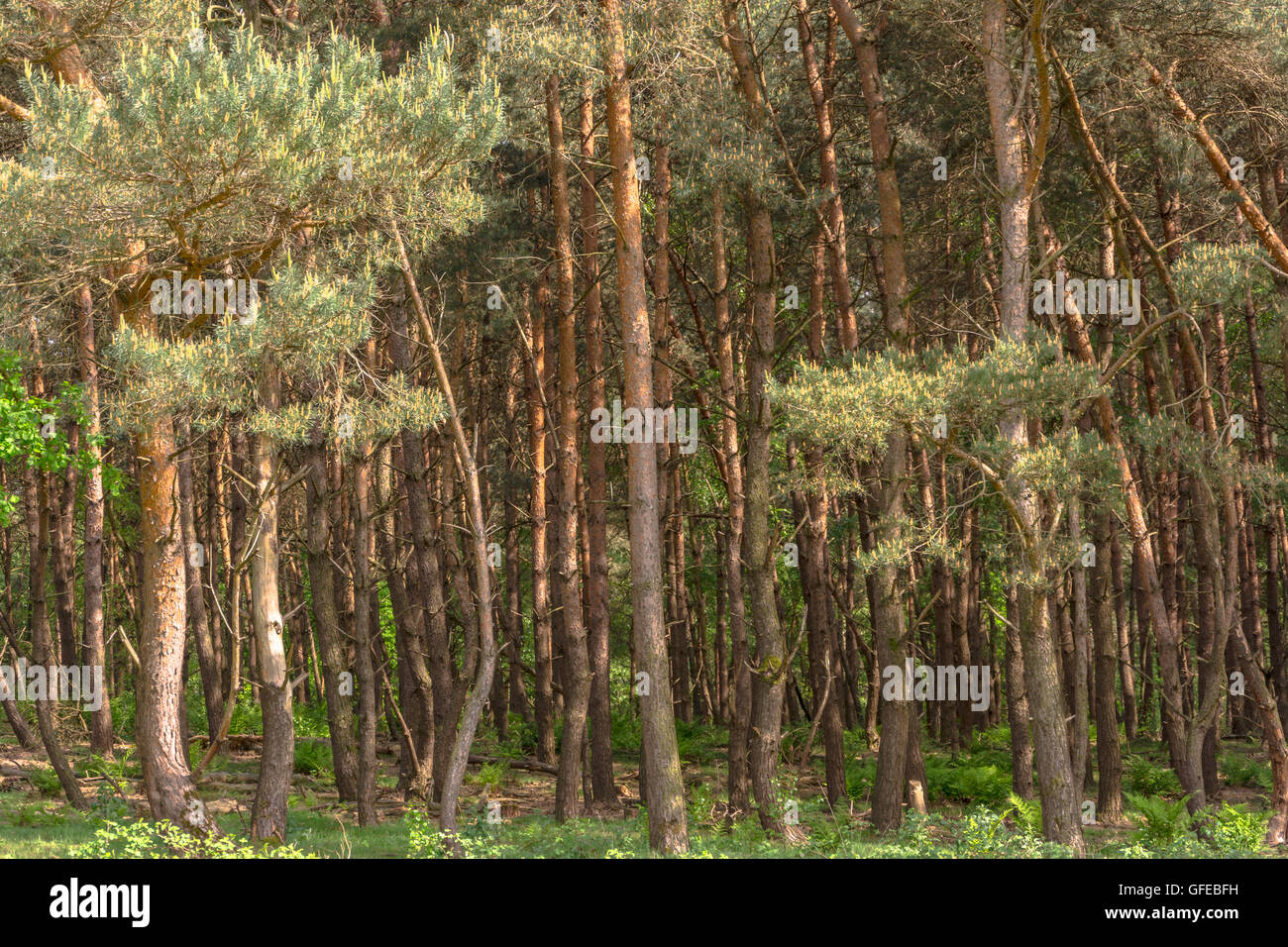 Holland trees hi-res stock photography and images - Alamy