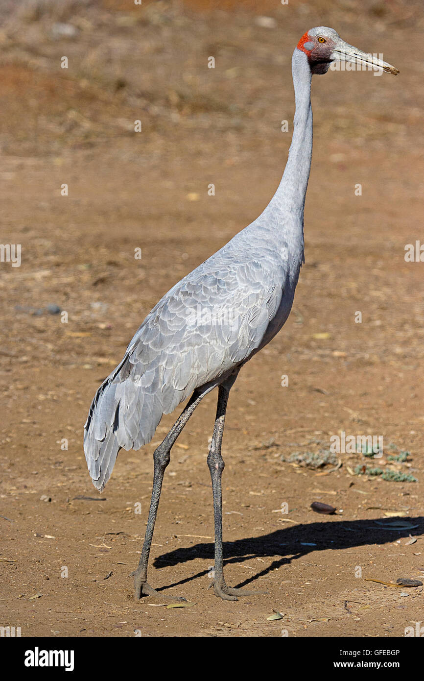 Brolga hi-res stock photography and images - Alamy