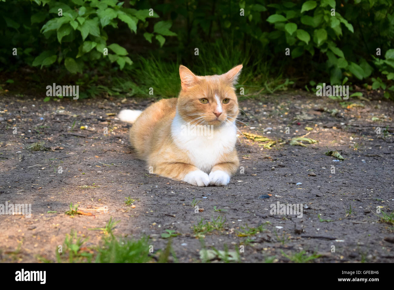 Cat on the ground in dappled sunlight Stock Photo - Alamy