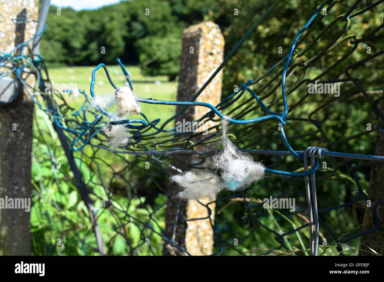 Sheep wool caught on wire fence Stock Photo - Alamy