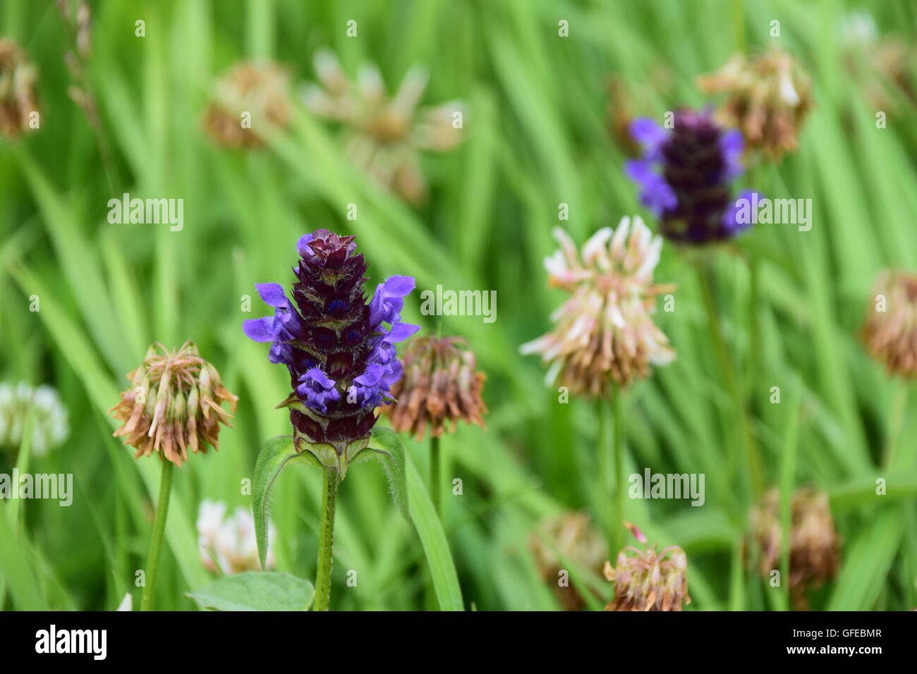 Wild lavender against green field Stock Photo - Alamy