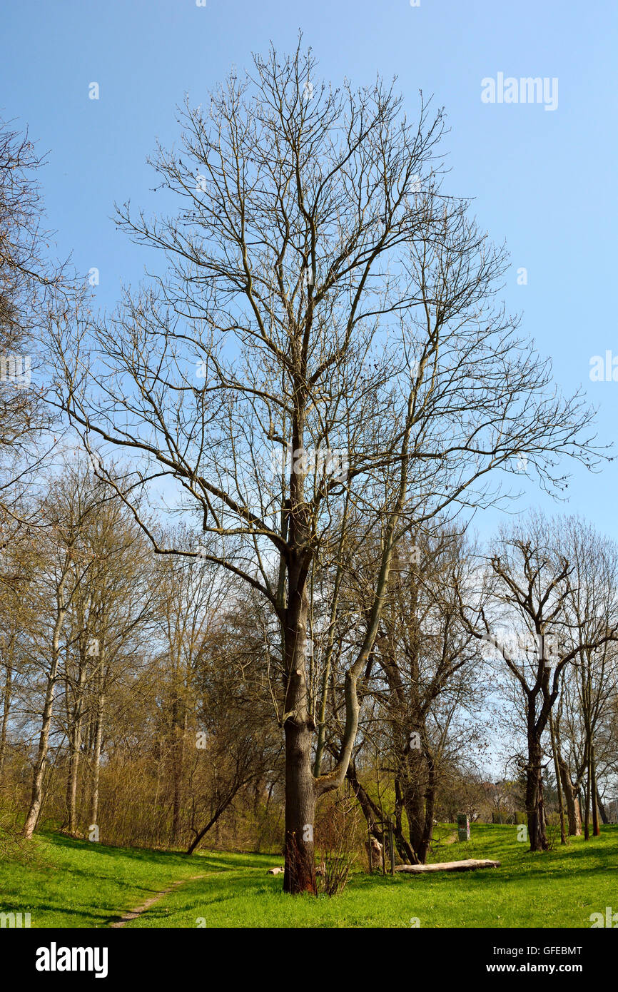 Trees in spring Stock Photo - Alamy
