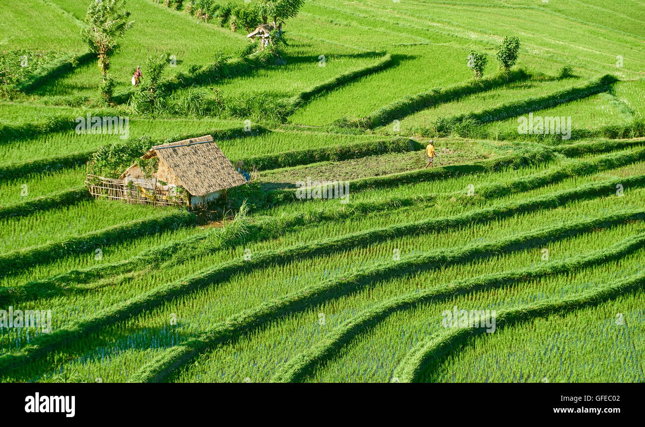 Bali, Indonesia - Rice Terrace Field landscape Stock Photo - Alamy