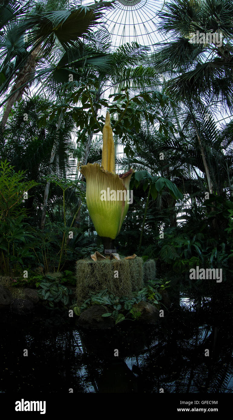 Largest unbranched inflorescence hi-res stock photography and images ...