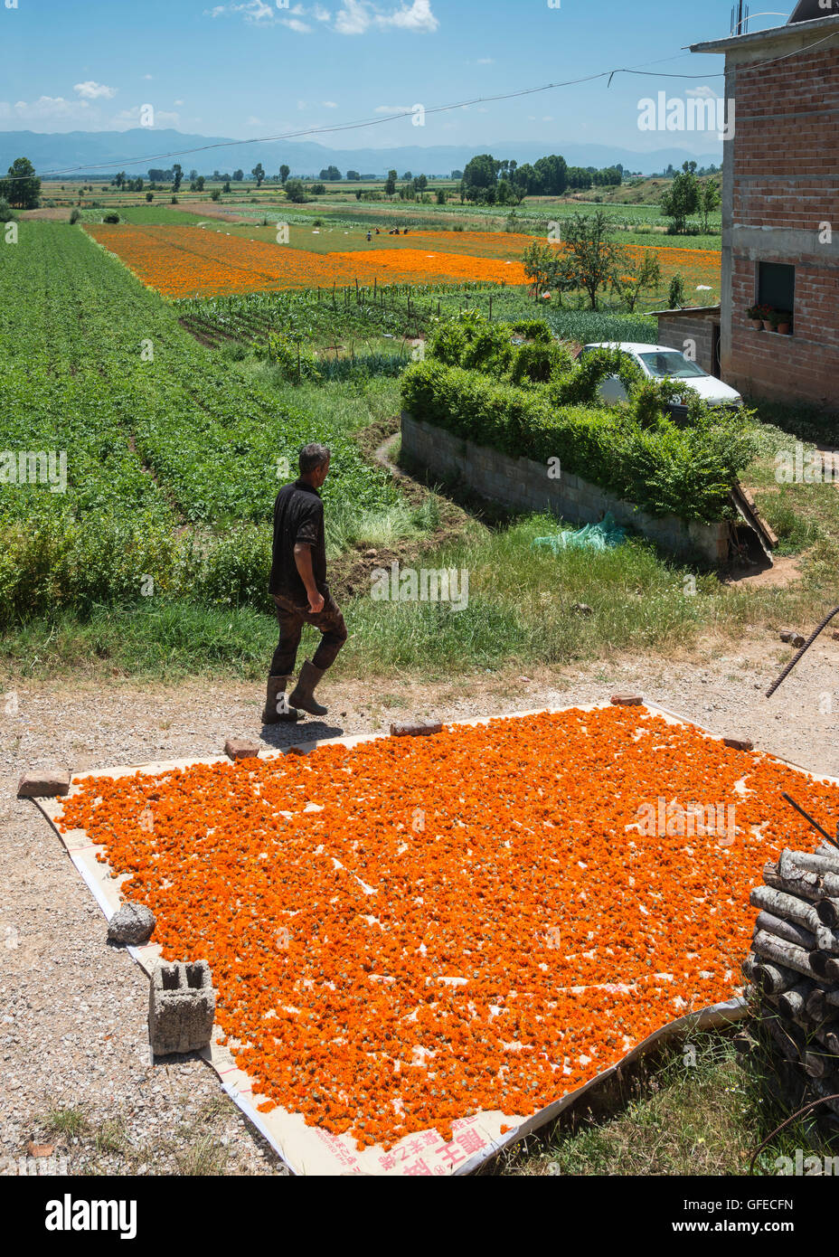 Marigolds flower heads (Calendula officinalis) drying. A crop grown for ...