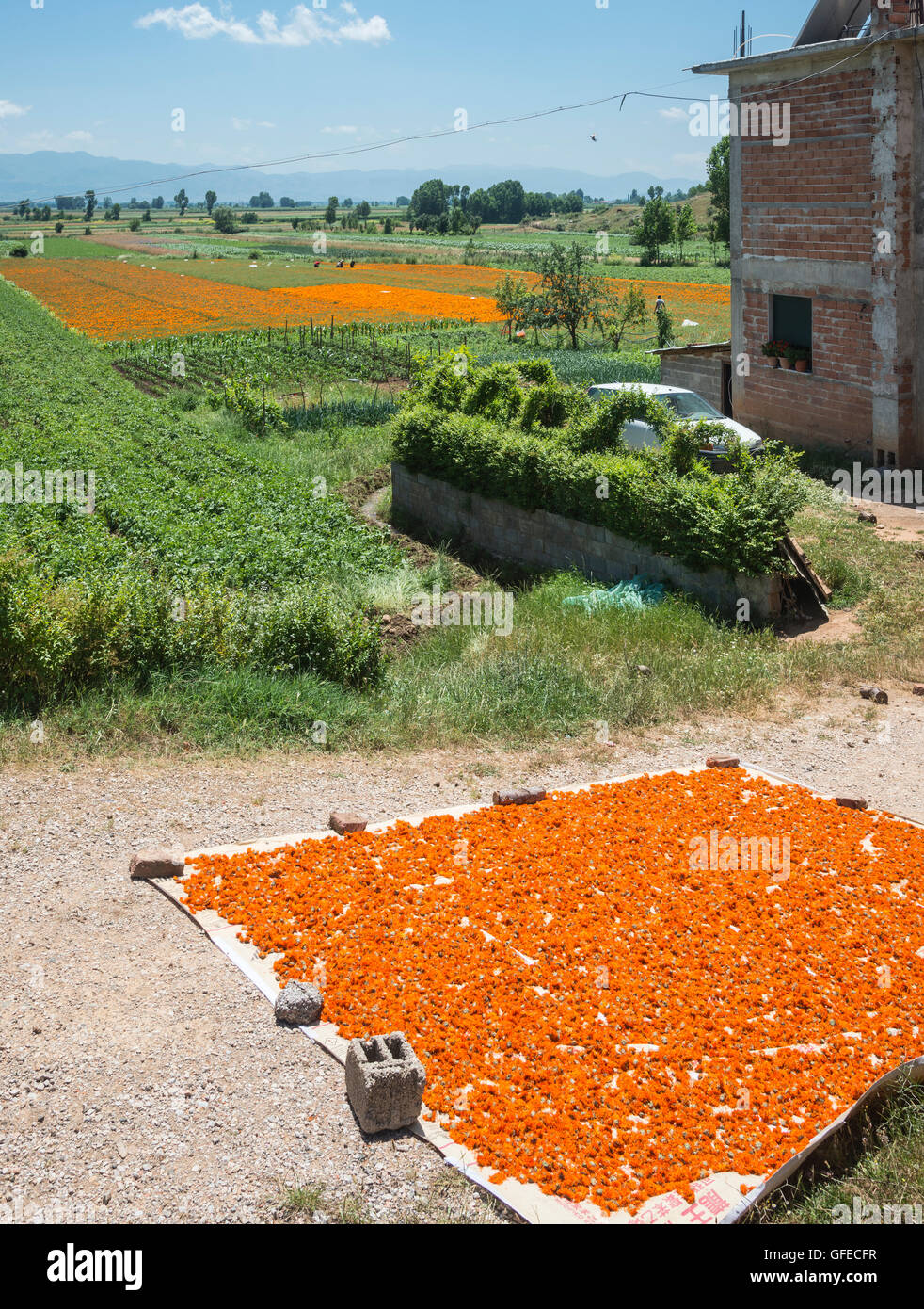 Marigolds flower heads (Calendula officinalis) drying. A crop grown for ...