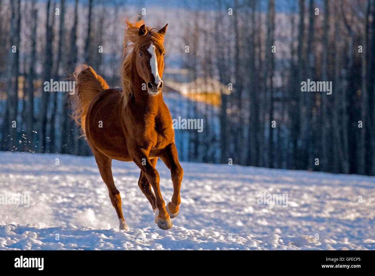 Arabian chestnut Stallion galloping in a snowy field in late winter ...