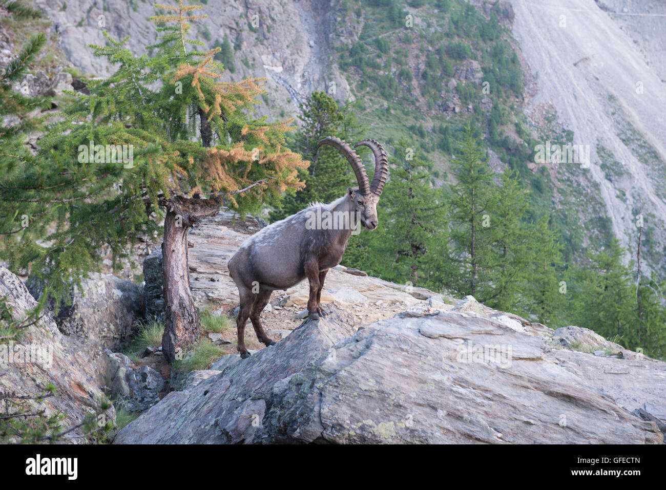 Wild alpine ibex (steinbock) along the Europaweg near Zermatt ...