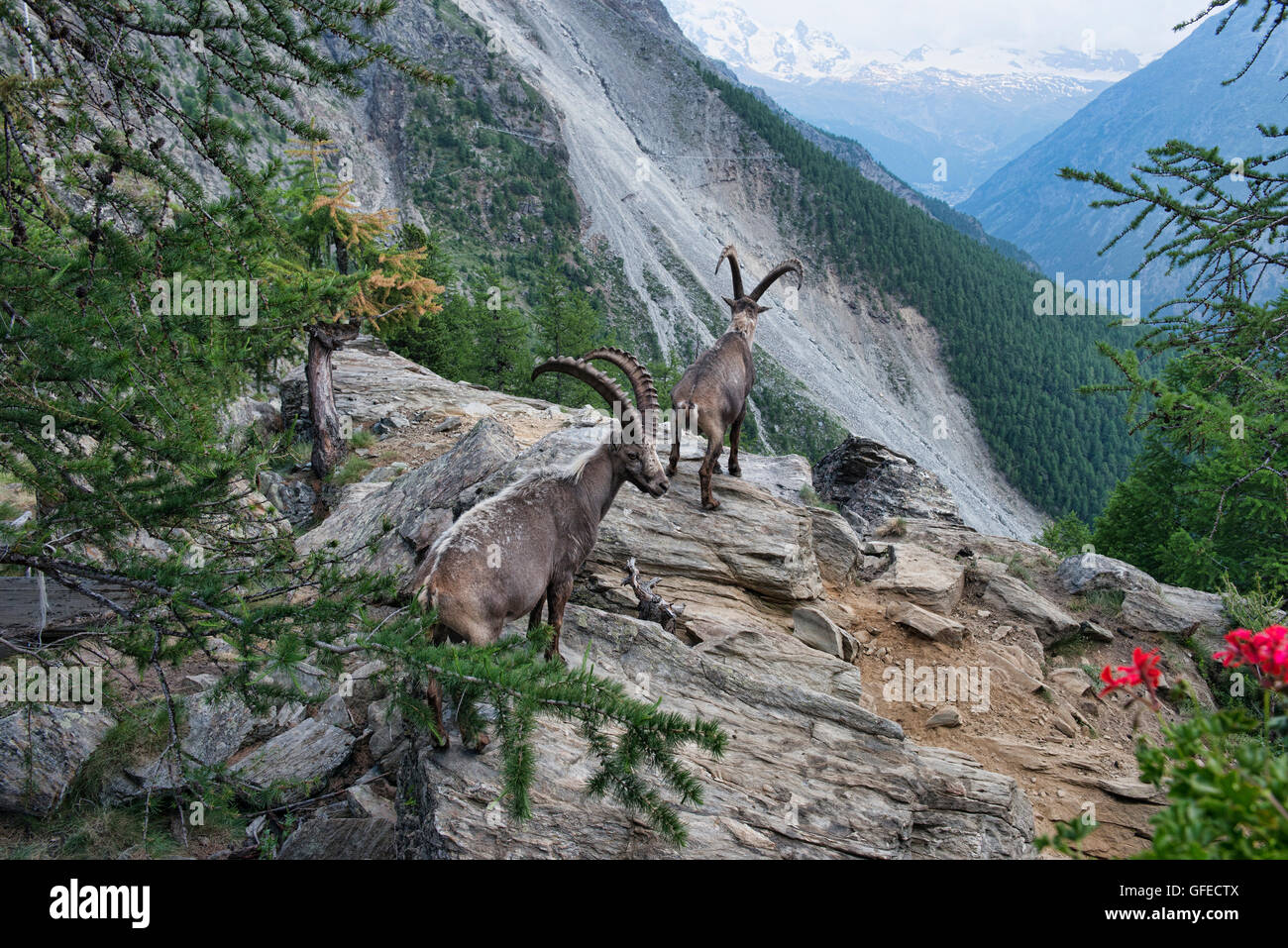 Steinbock alps hi-res stock photography and images - Alamy