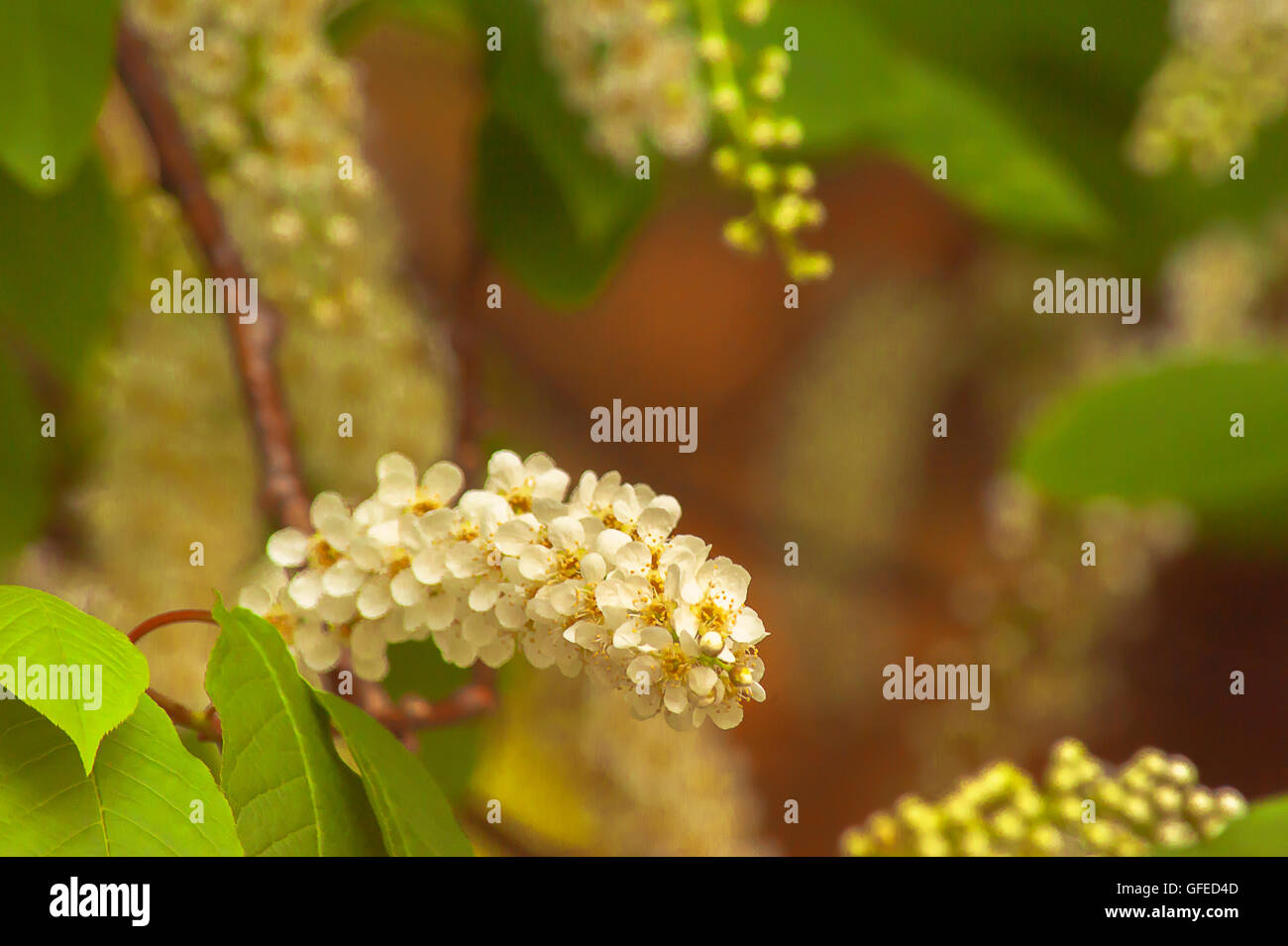 Flor cherry hi-res stock photography and images - Alamy