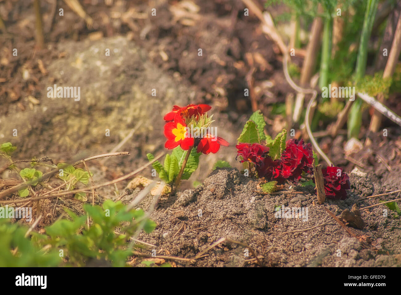 Sunny red flower in hi-res stock photography and images - Alamy