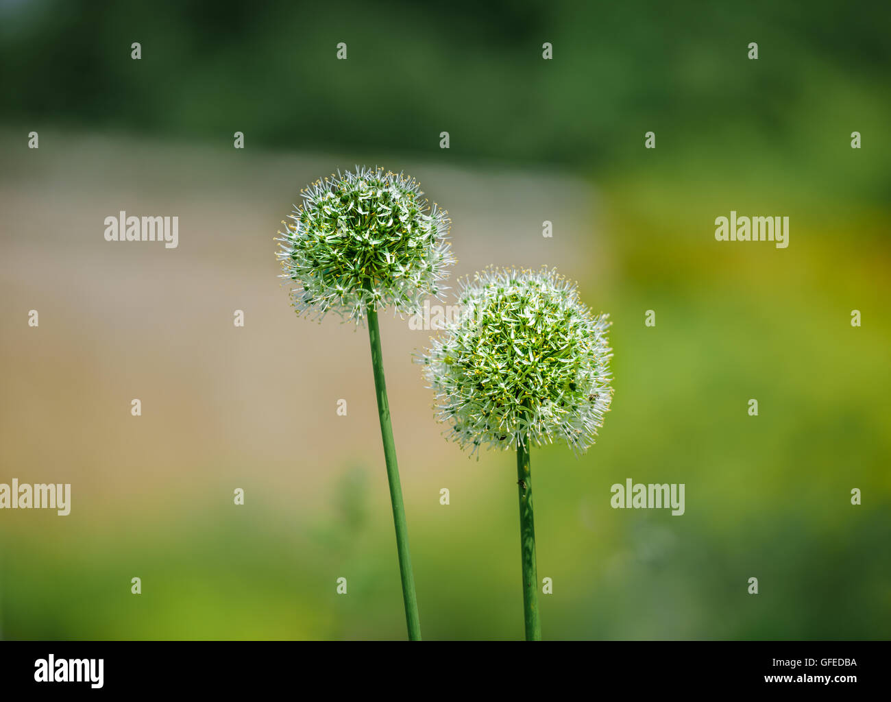 Spherical plants hi-res stock photography and images - Alamy
