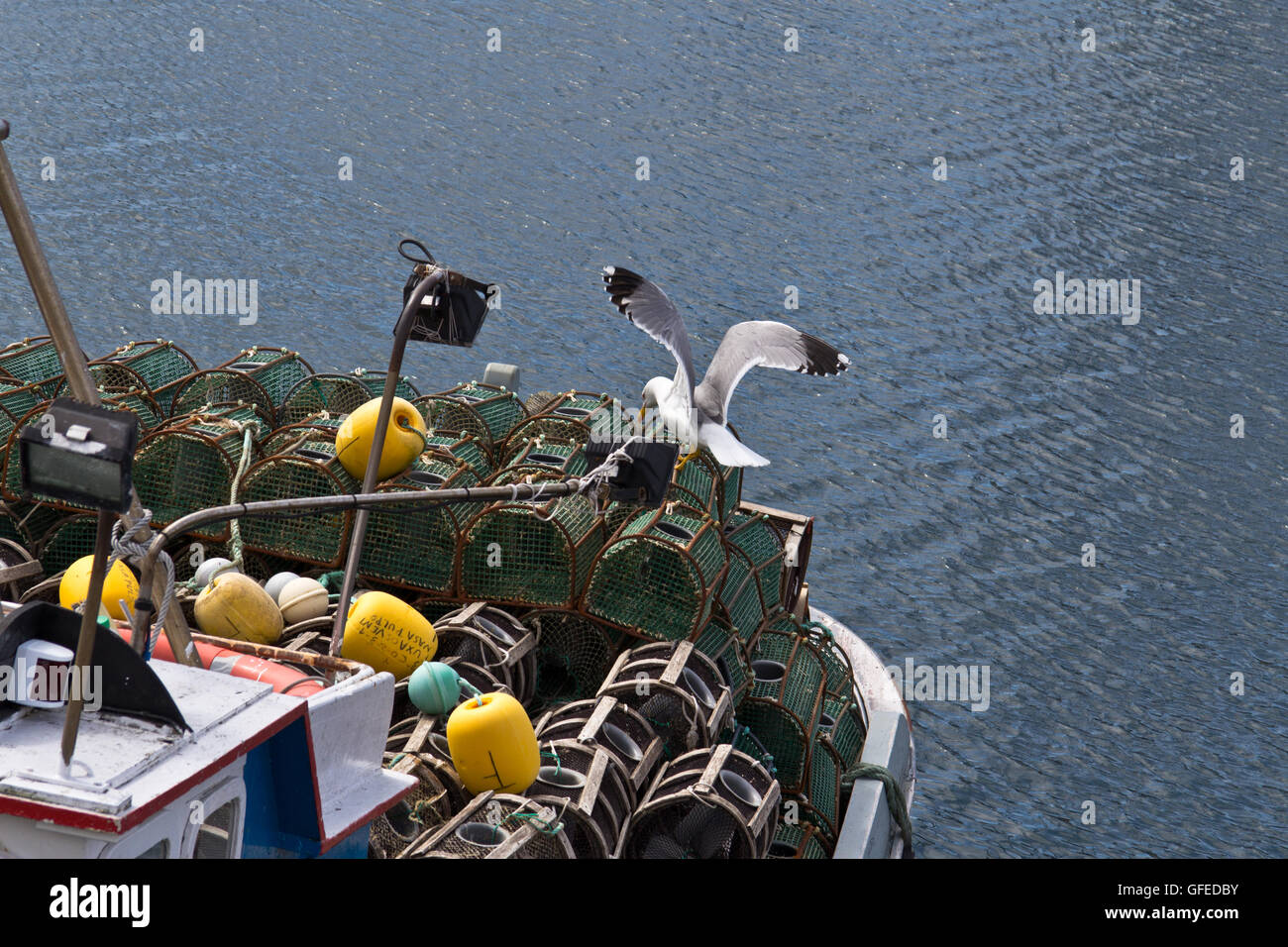 Seagull landing among cages nets on fishing boat Stock Photo - Alamy