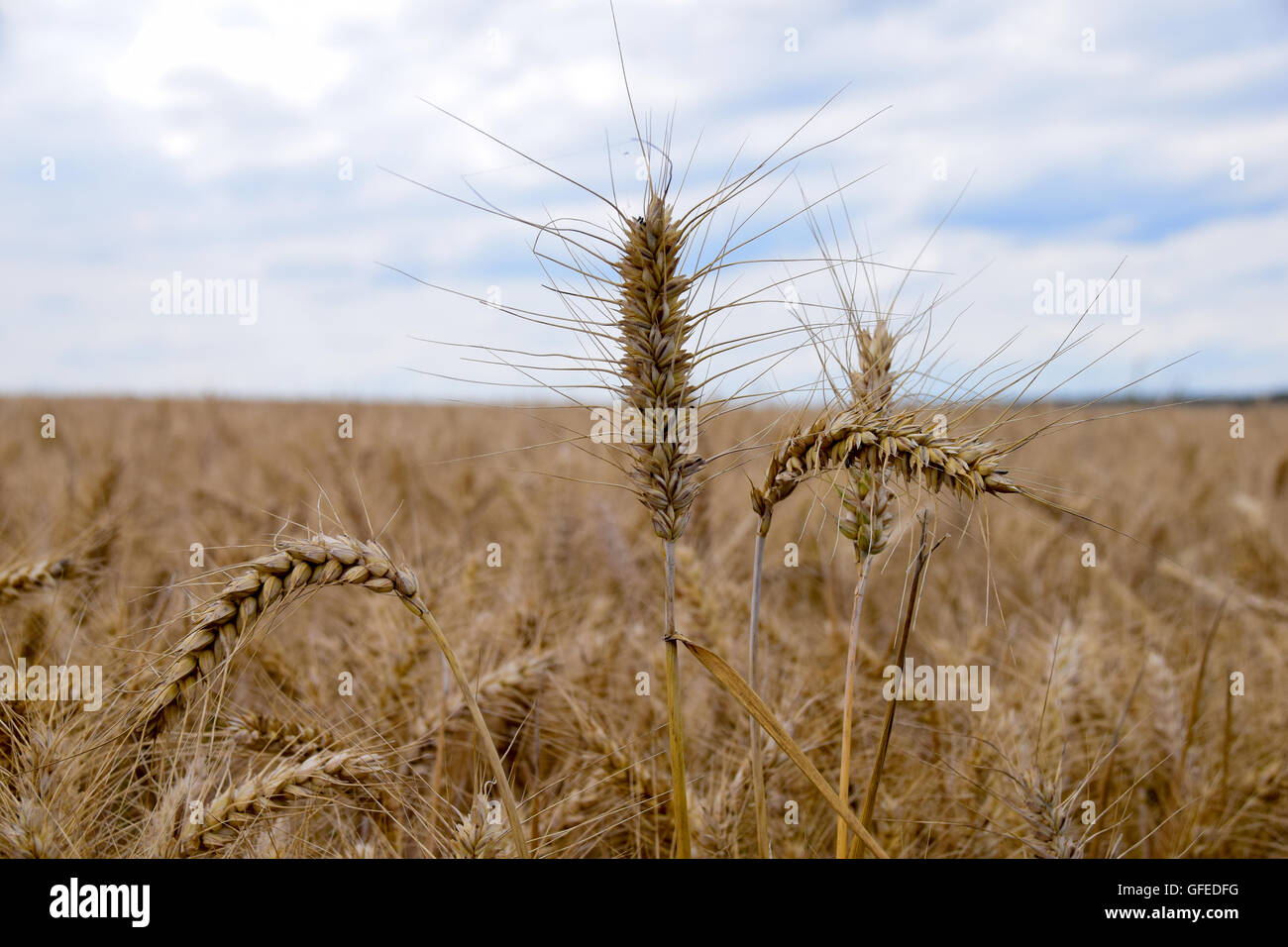Close up of corn heads in a field of wheat Stock Photo - Alamy