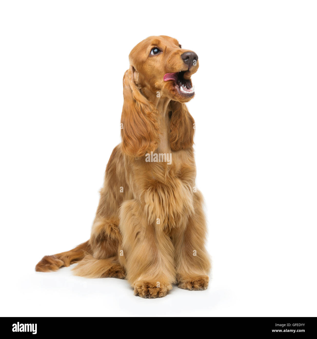 Portrait of beautiful young brown cocker spaniel dog sitting and over ...