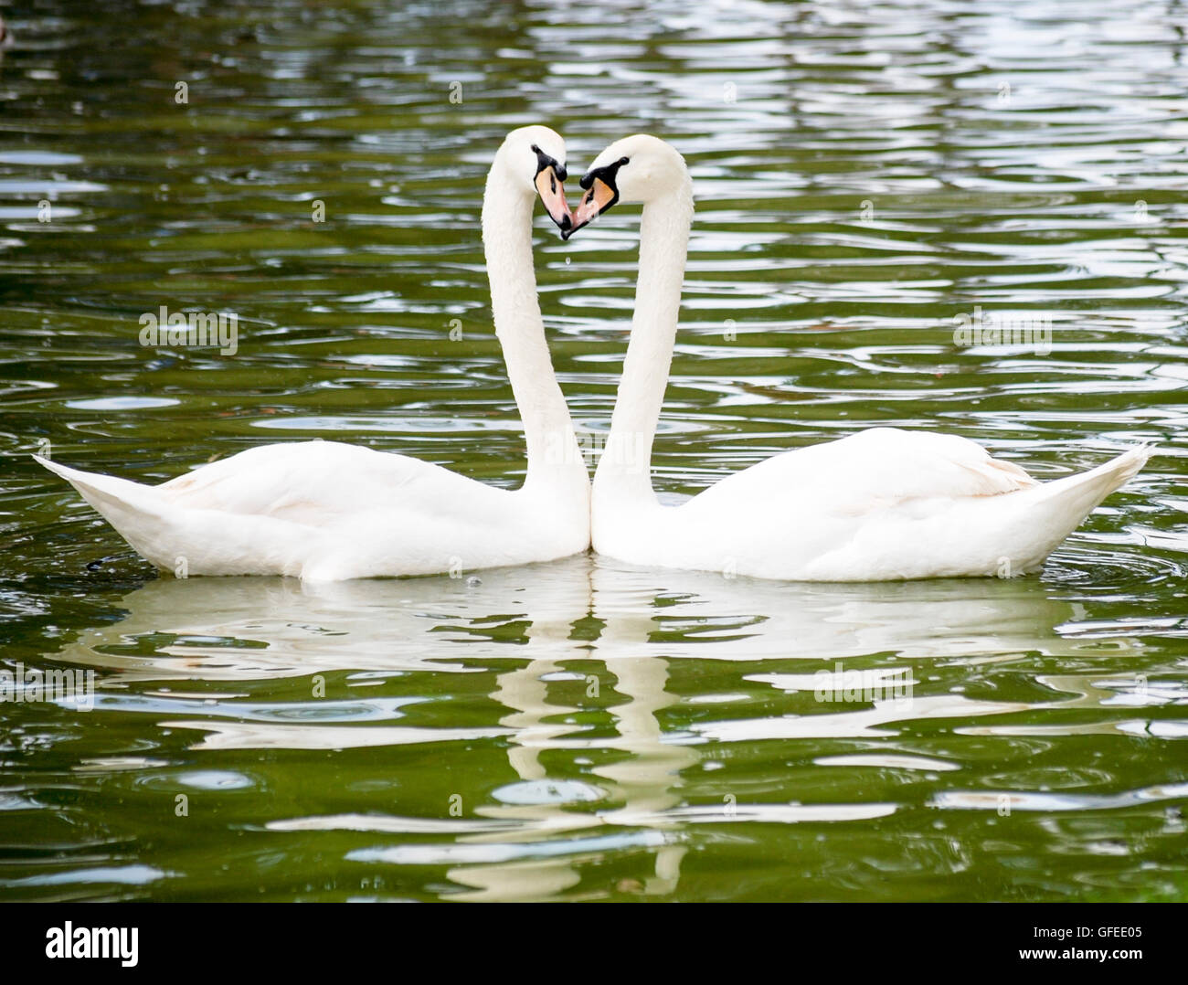 Two swans forming heart shape hi-res stock photography and images - Alamy