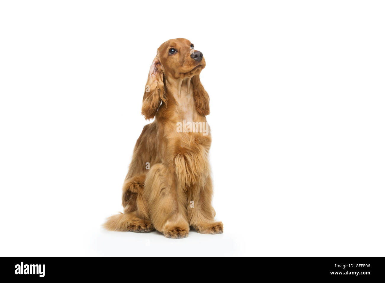 Portrait of beautiful young brown cocker spaniel dog sitting and over ...
