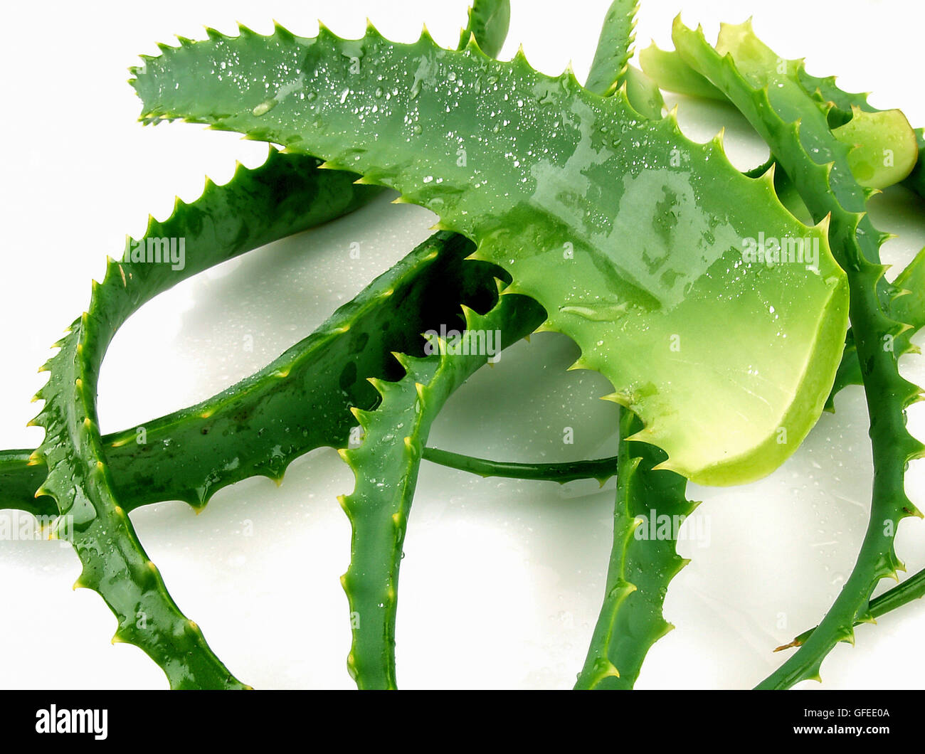 Aloe vera, Very short-stemmed plant with thick leaves with soothing ...