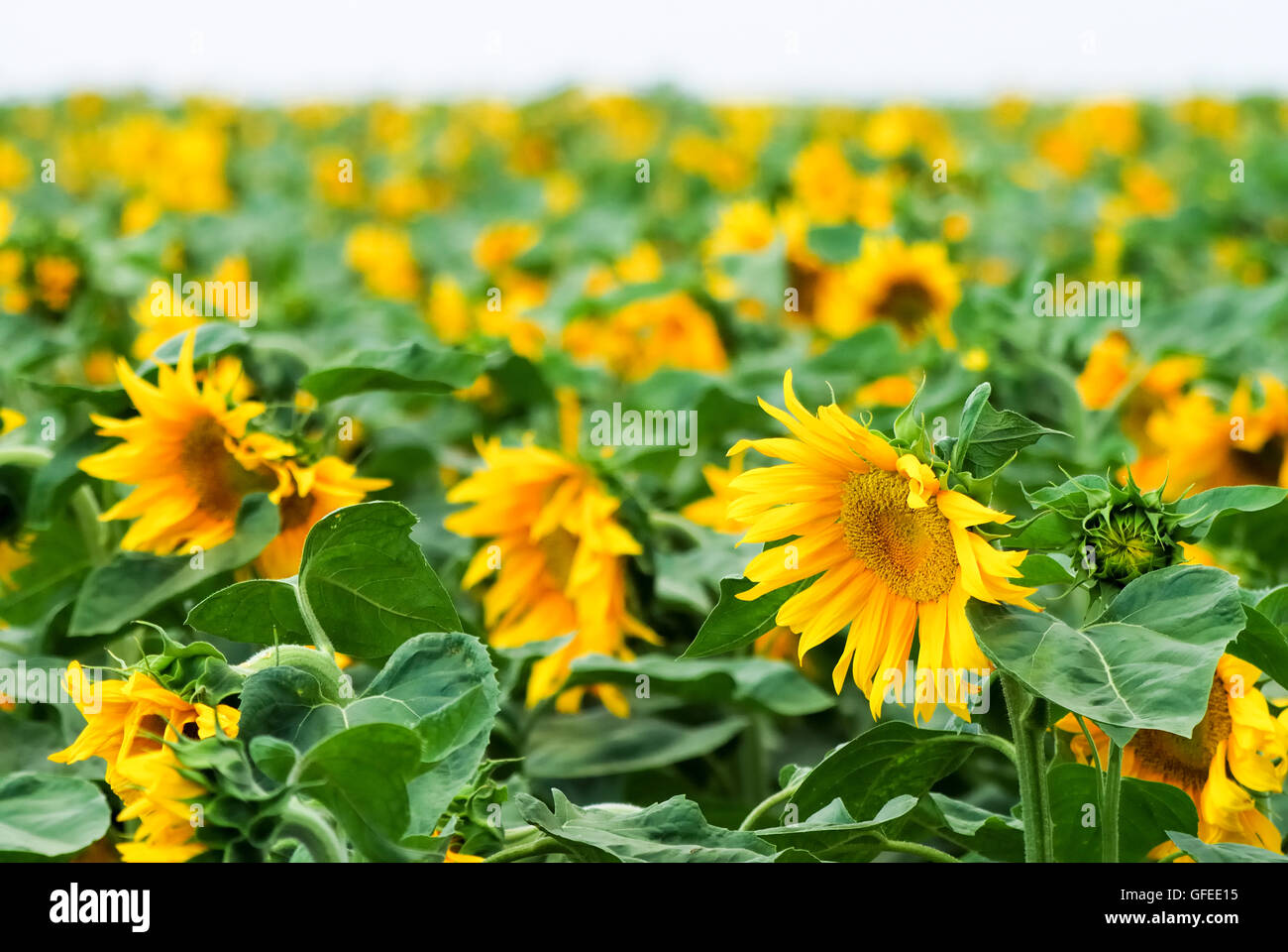 Israel, Field of sunflowers Stock Photo - Alamy