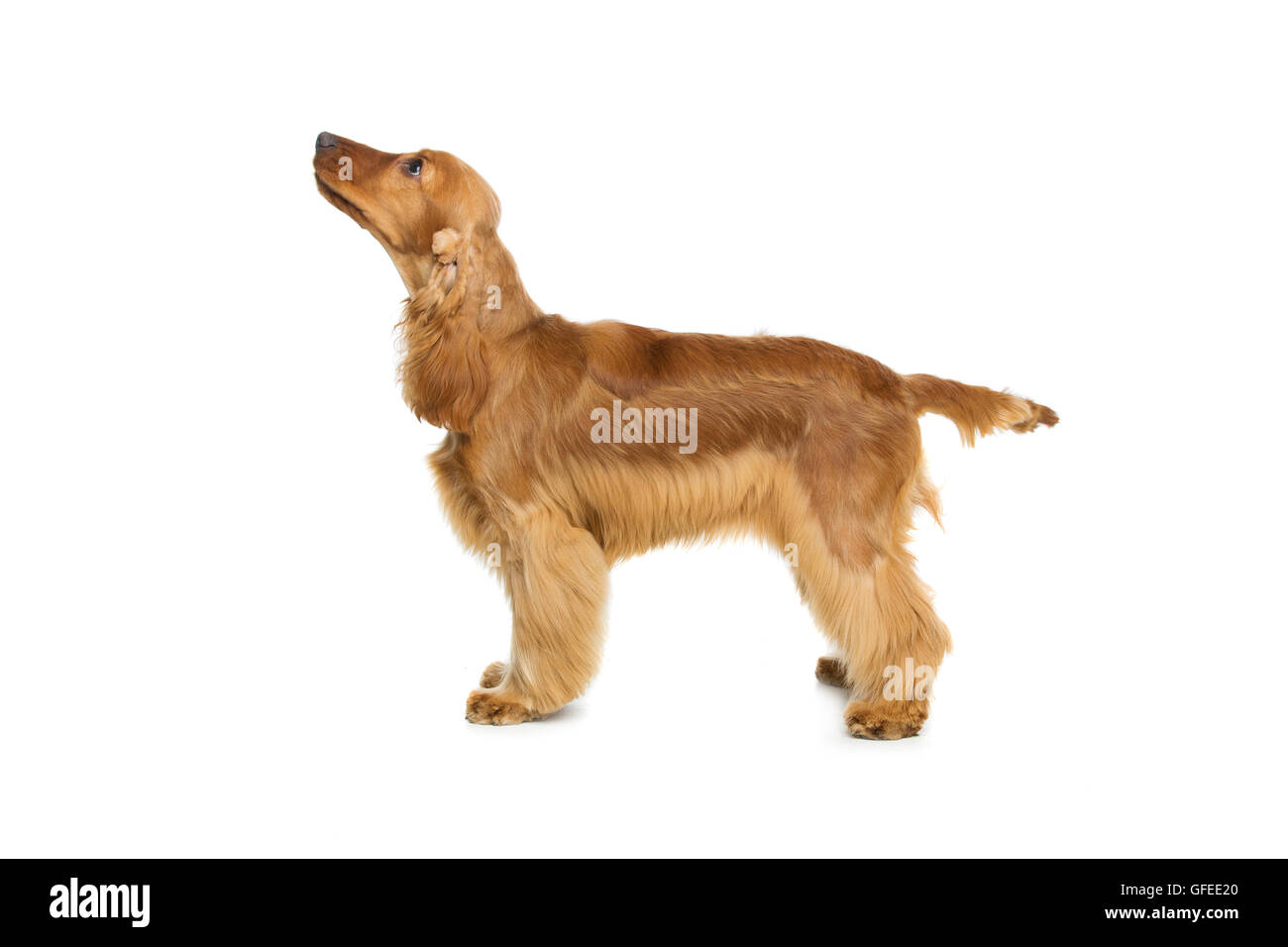 Portrait of beautiful young brown cocker spaniel dog standing and ...