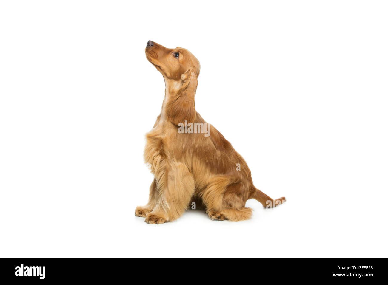 Portrait of beautiful young brown cocker spaniel dog sitting and ...