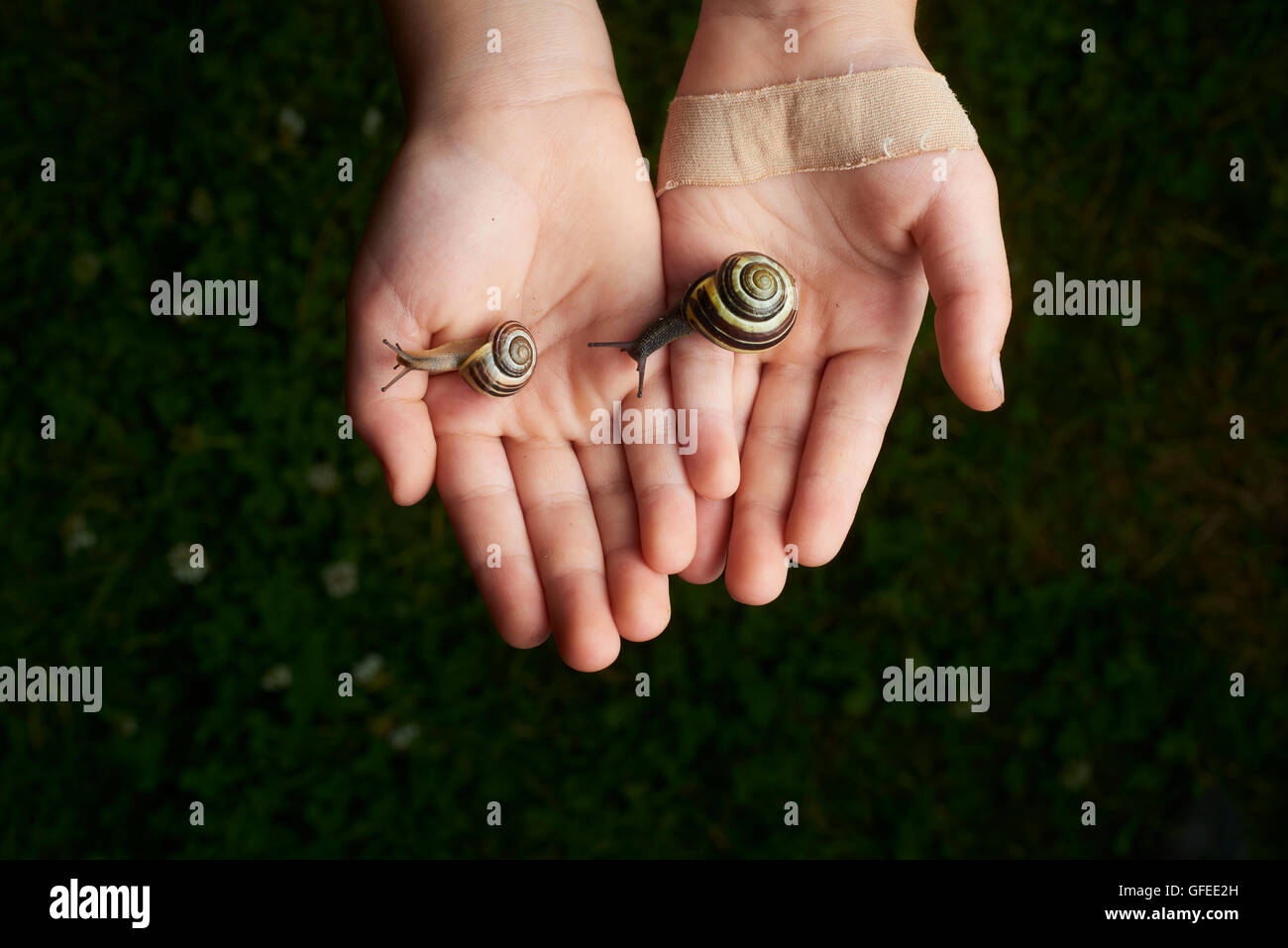 Two snails in child's hands Stock Photo - Alamy
