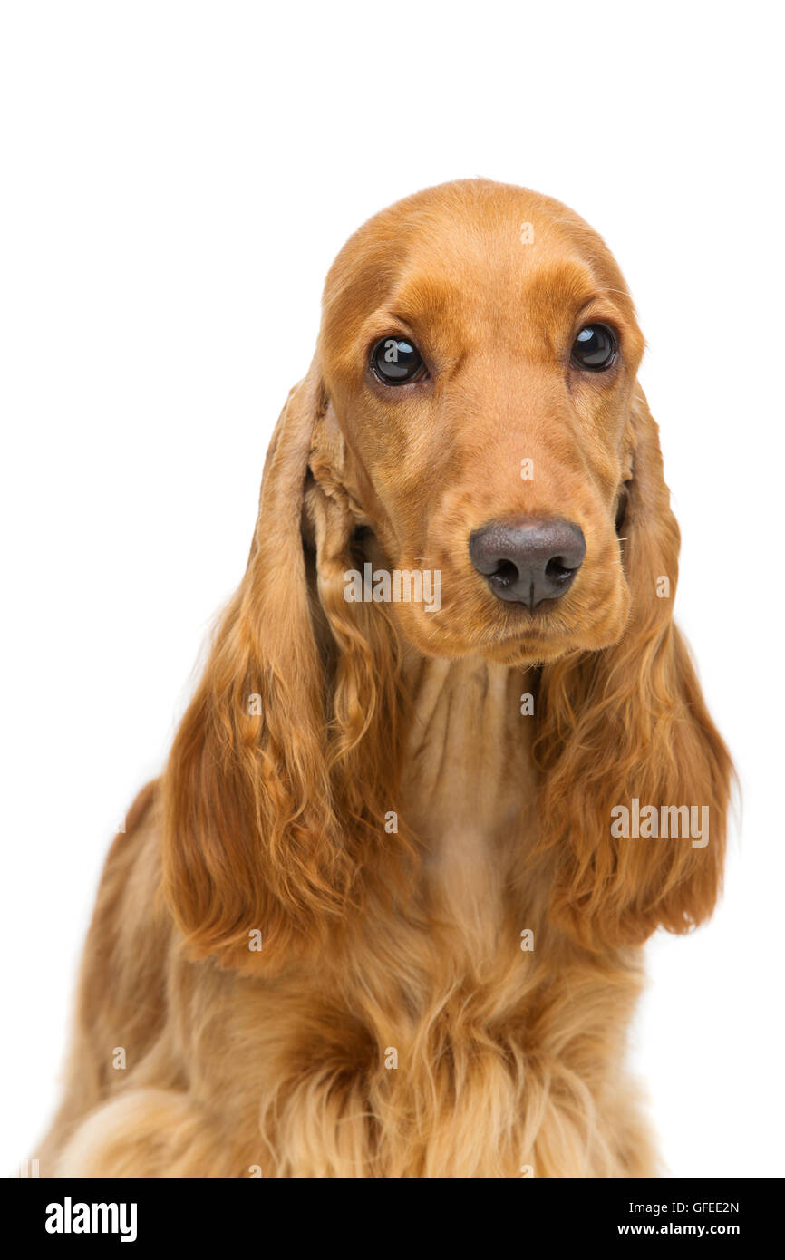 Portrait of beautiful young brown English cocker spaniel dog isolated ...