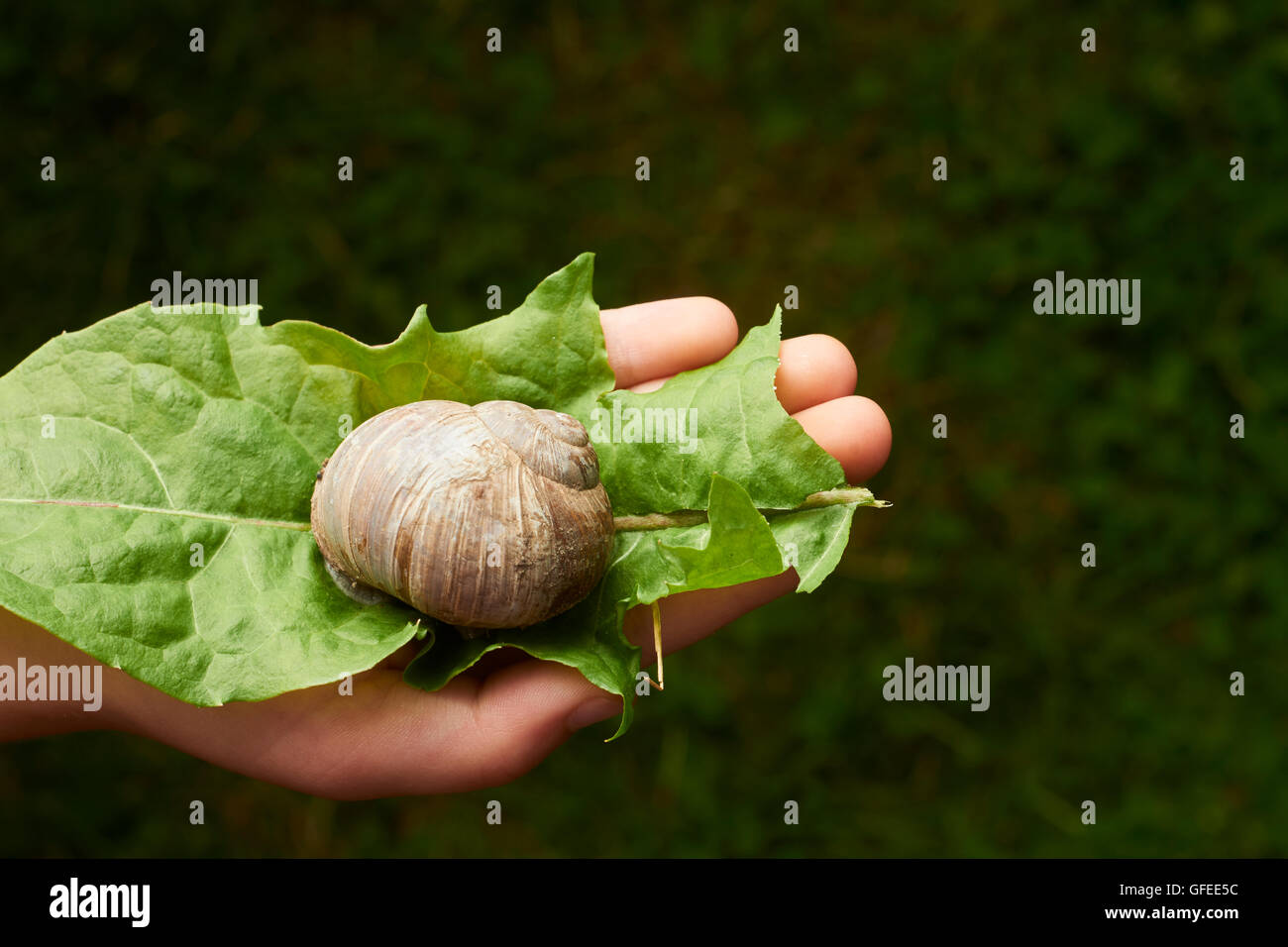 Child holding a snail hi-res stock photography and images - Alamy