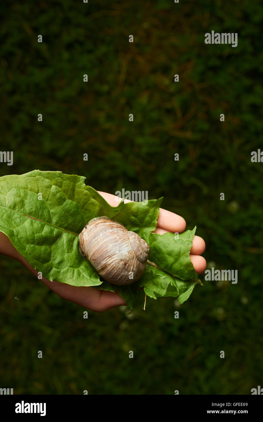 Hand holding snail hi-res stock photography and images - Alamy