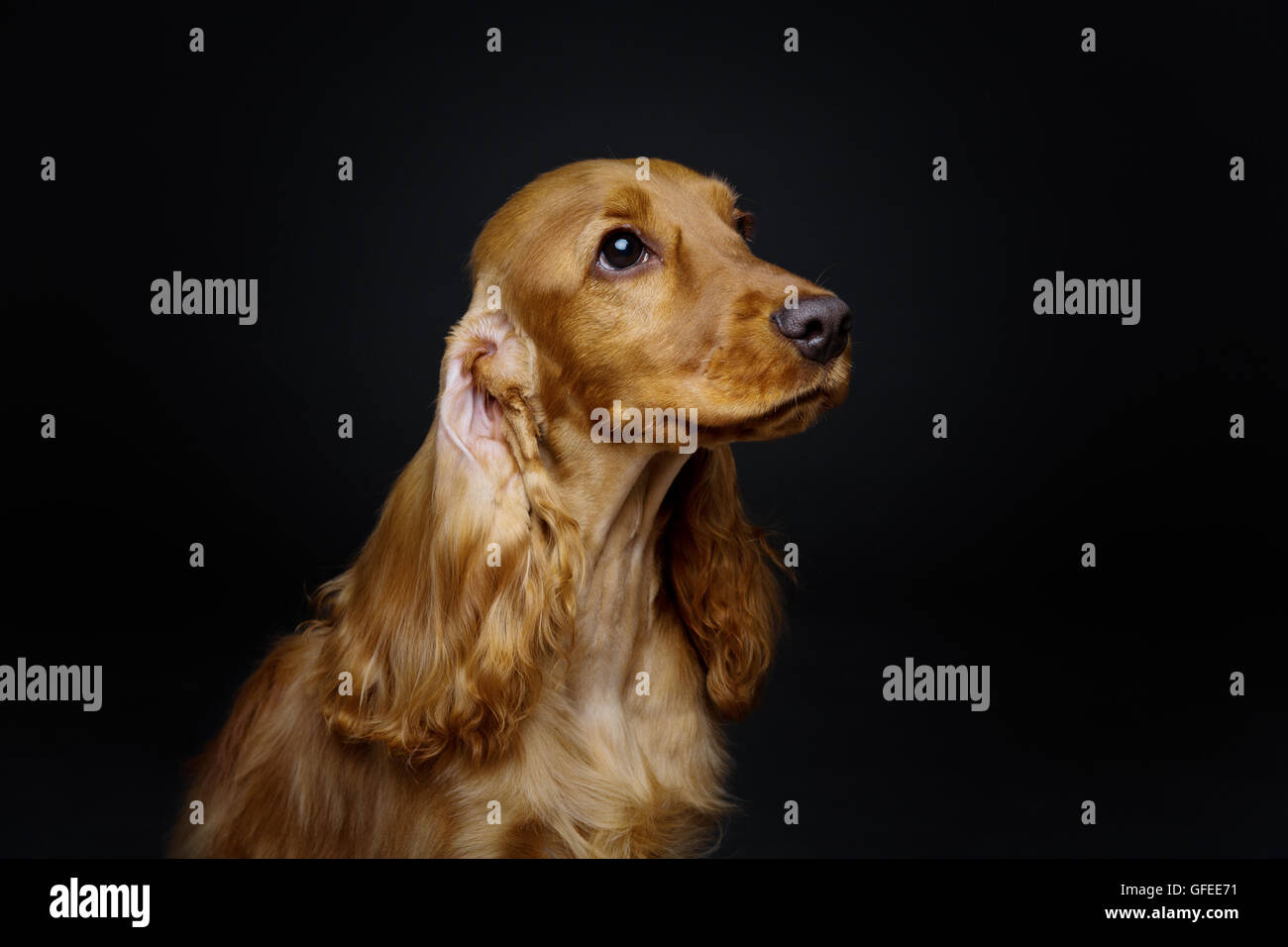 Portrait of beautiful young brown English cocker spaniel dog over black ...